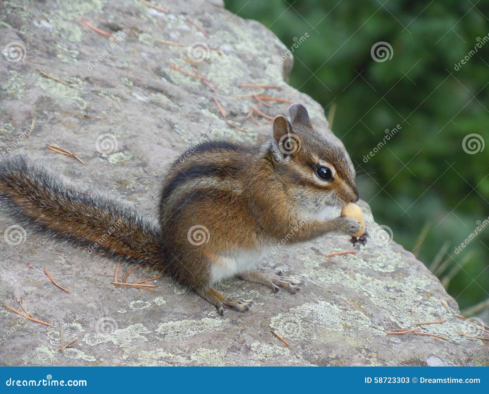 Ardilla Listada En Un Acantilado Imagen de archivo - Imagen de tuerca ...