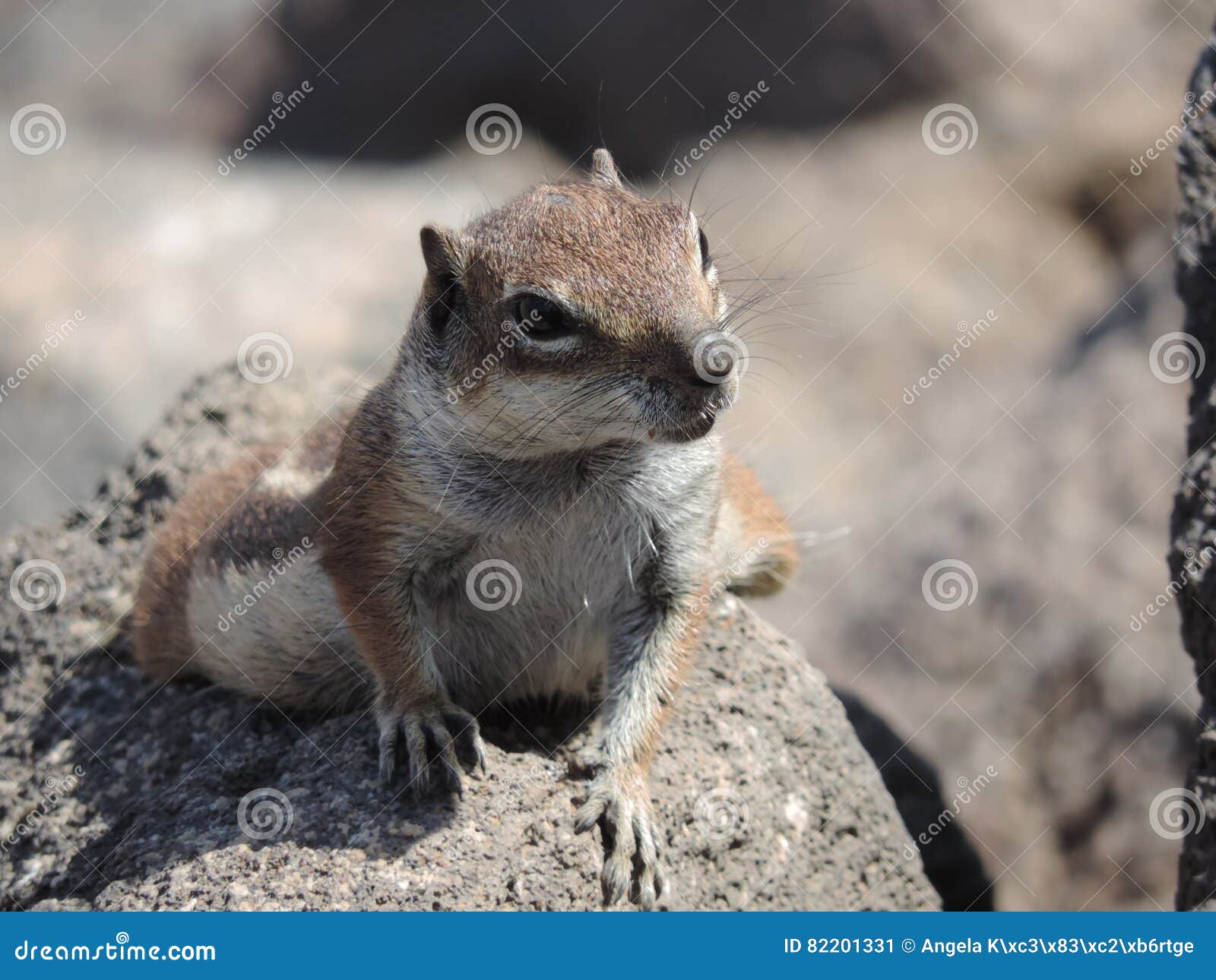 Ardilla Listada - En Una Roca Imagen de archivo - Imagen de cubo ...