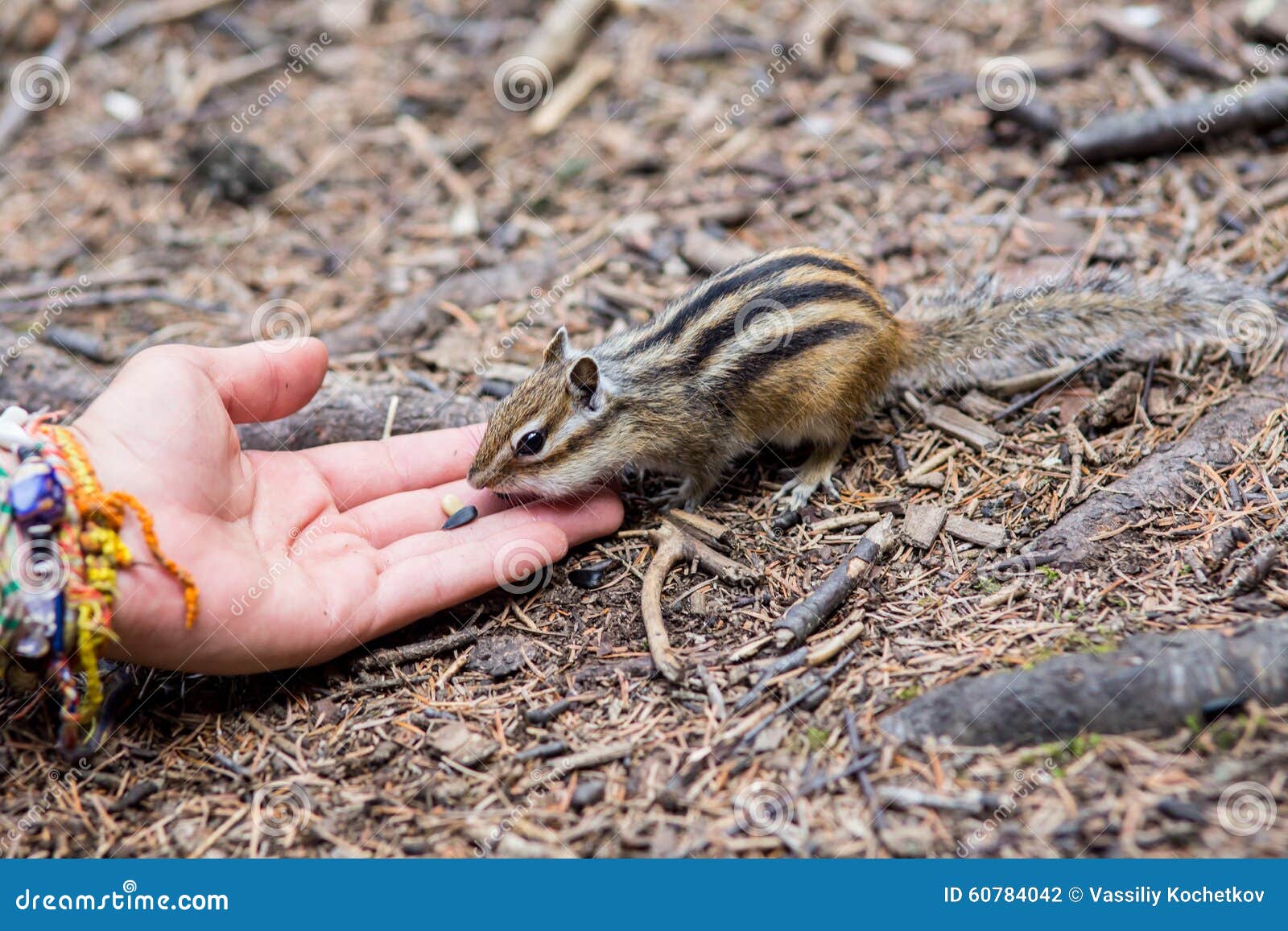 Ardilla Listada Que Come La Comida De La Palma De Un Ser Humano Foto de ...