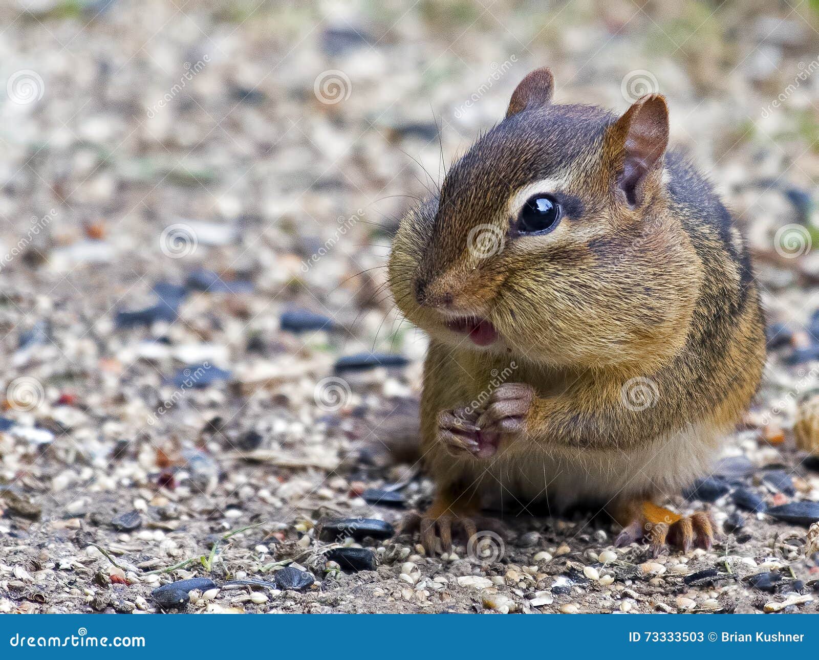 Ardilla Listada Que Come Las Semillas Imagen de archivo - Imagen de ...