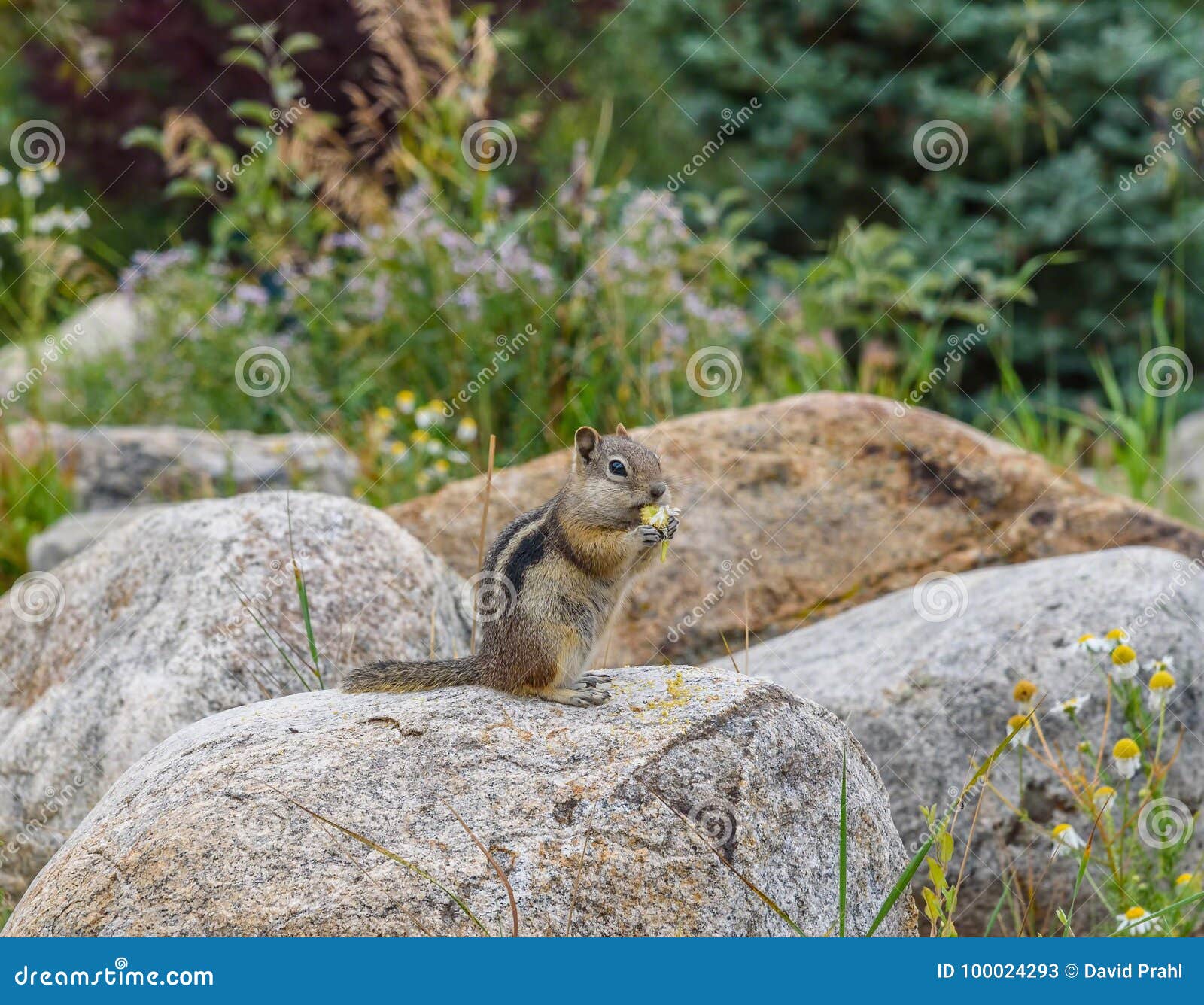 Ardilla Listada Que Mastica En Una Flor Imagen de archivo - Imagen de ...