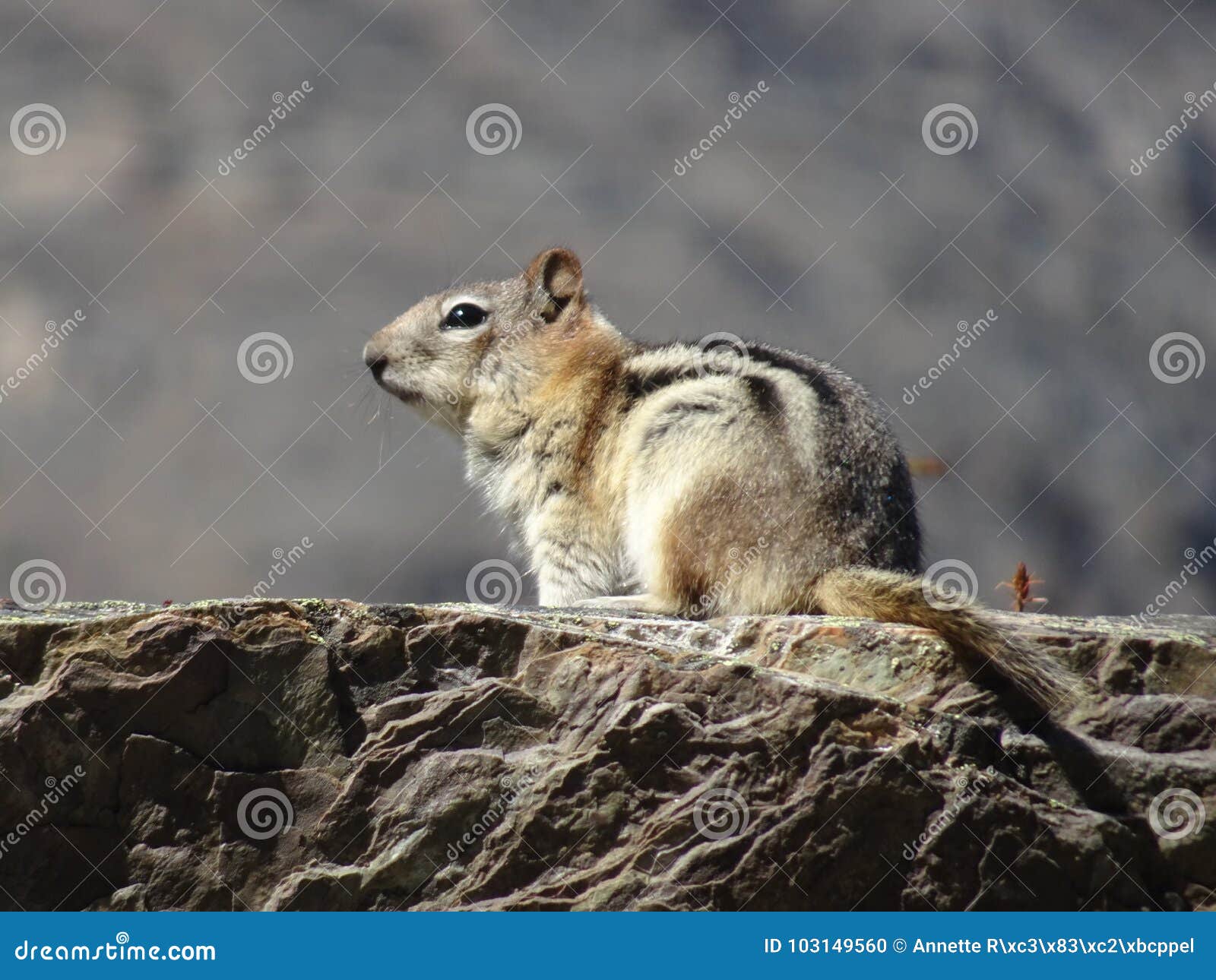 Ardilla Listada Que Se Sienta En Piedra Foto de archivo - Imagen de ...