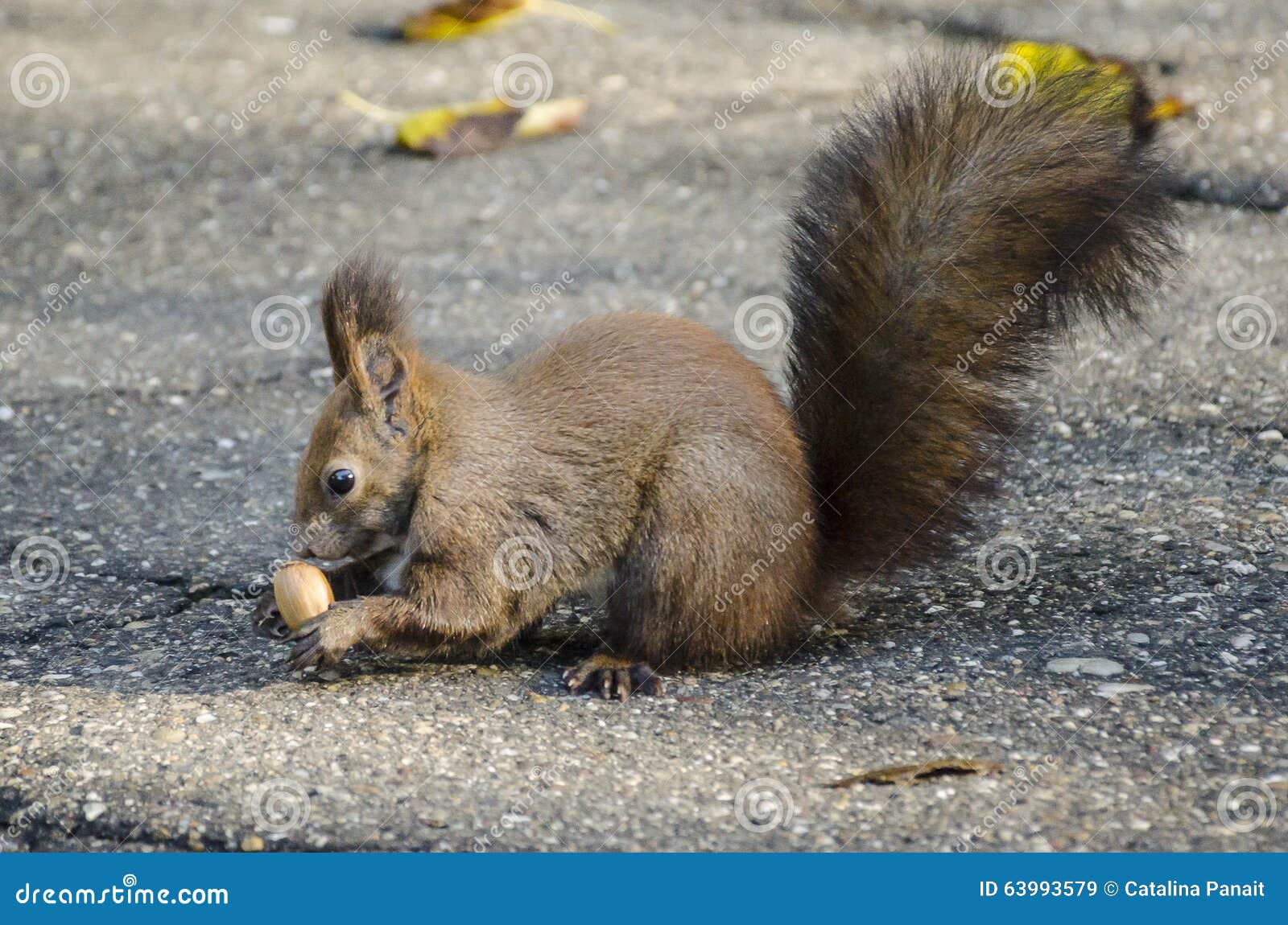 Ardilla Que Come Una Bellota Imagen de archivo - Imagen de animal, cabo ...
