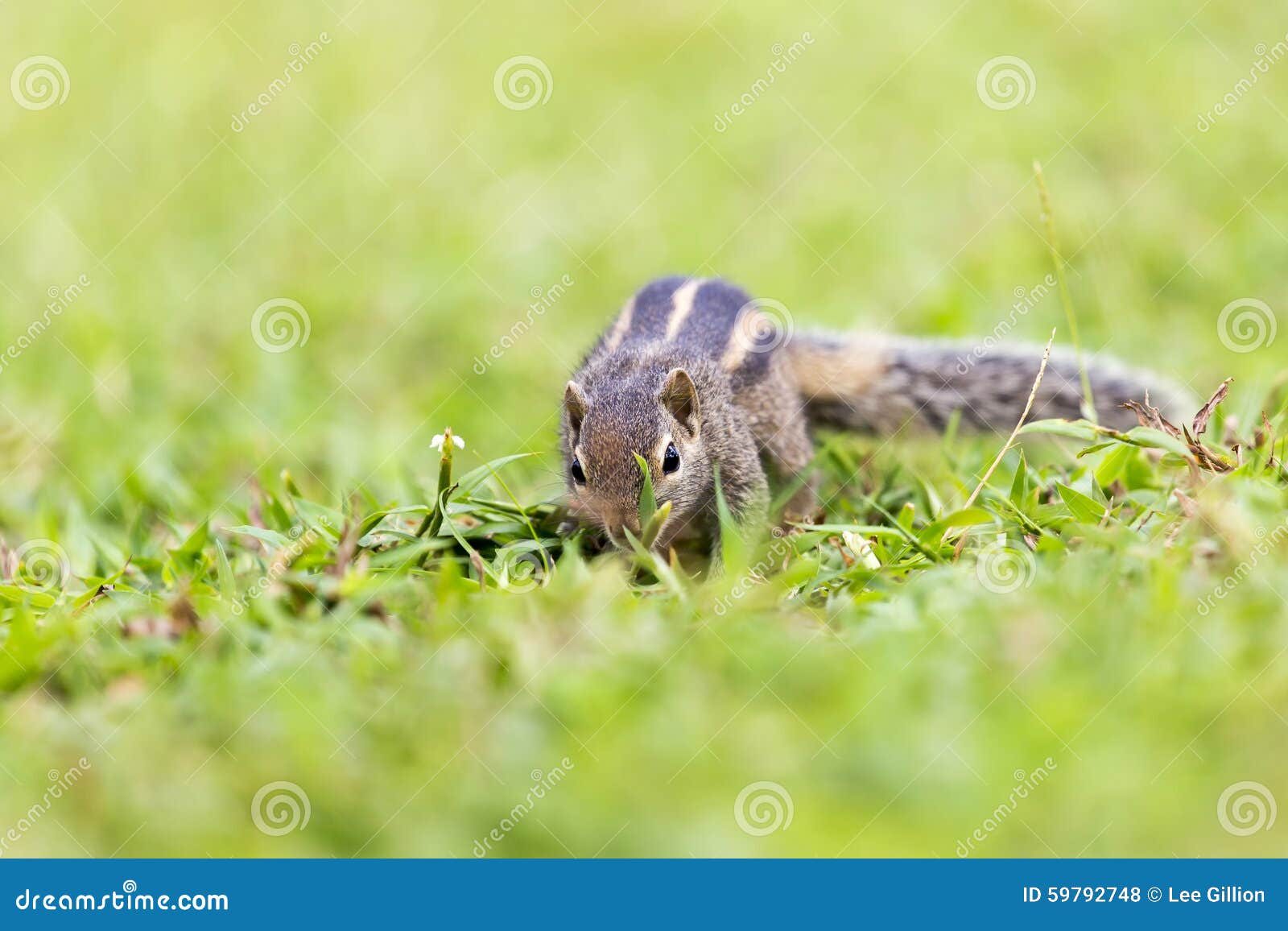 Ardilla Rayada De La Palma Tres Lindos E Inquisitivos Foto de archivo ...