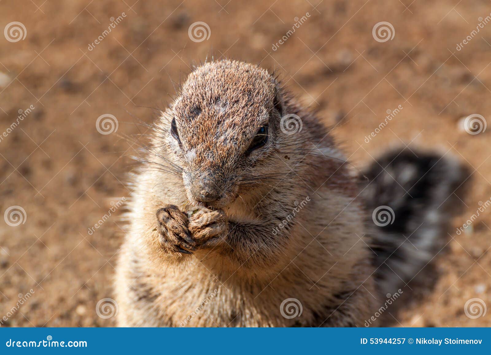 Ardilla rayada del arbusto imagen de archivo. Imagen de pista - 53944257