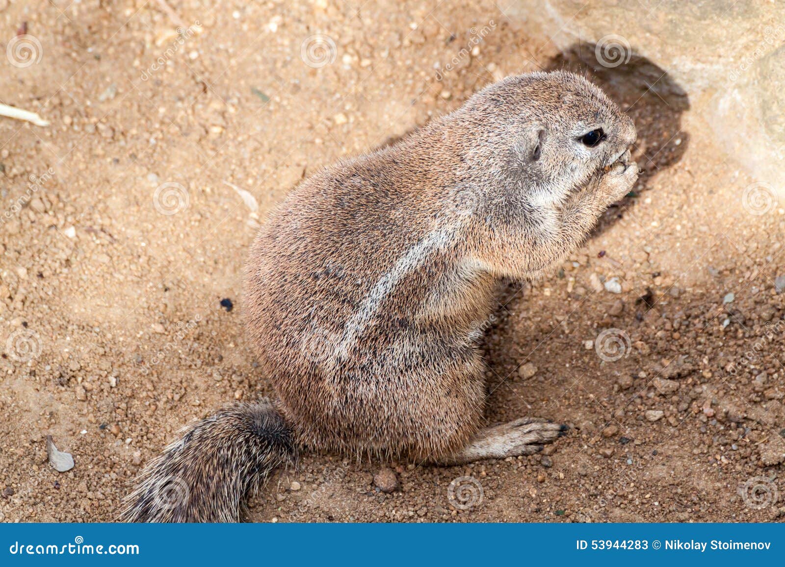 Ardilla rayada del arbusto imagen de archivo. Imagen de standing - 53944283