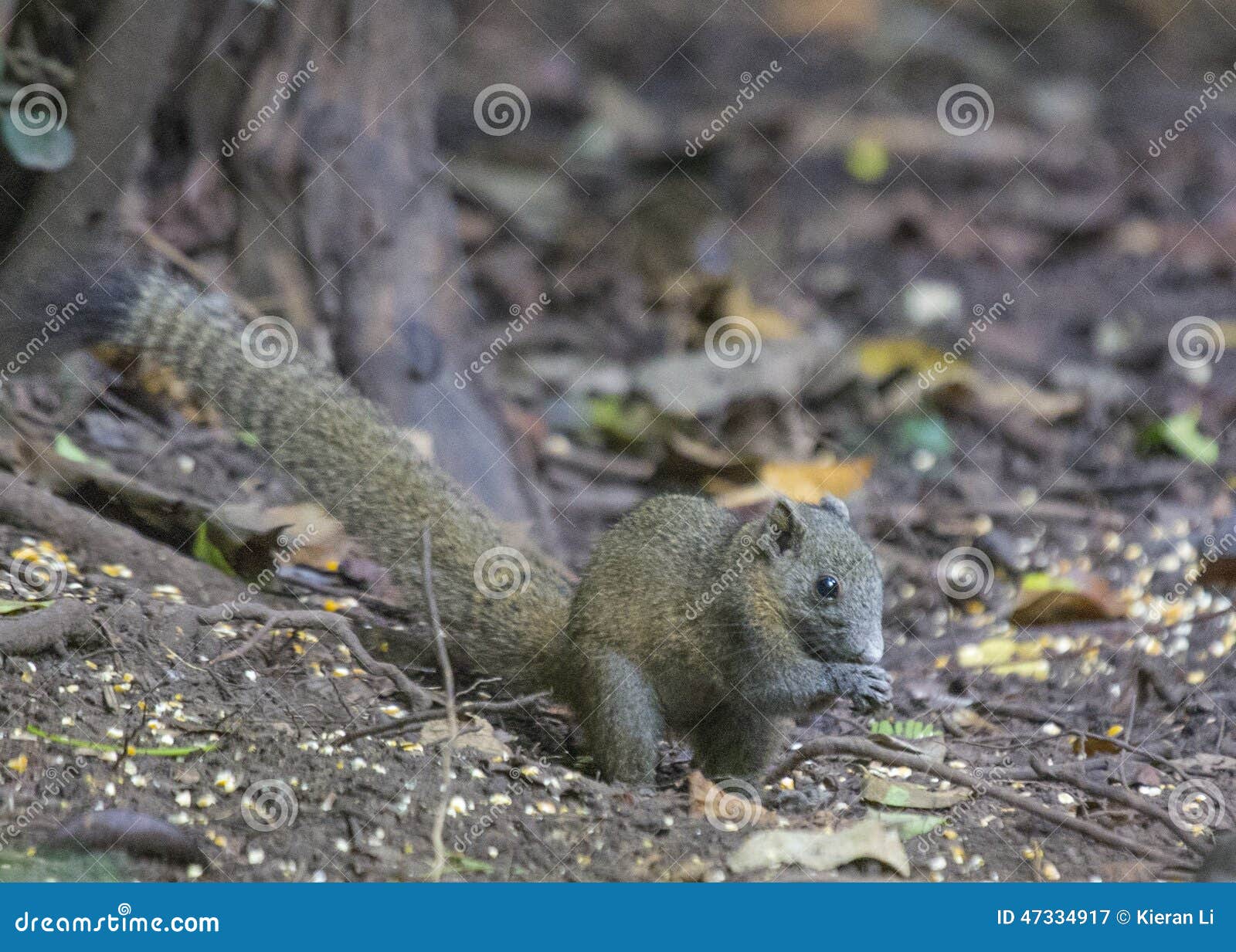 Ardilla rayada Himalayan imagen de archivo. Imagen de organismo - 47334917