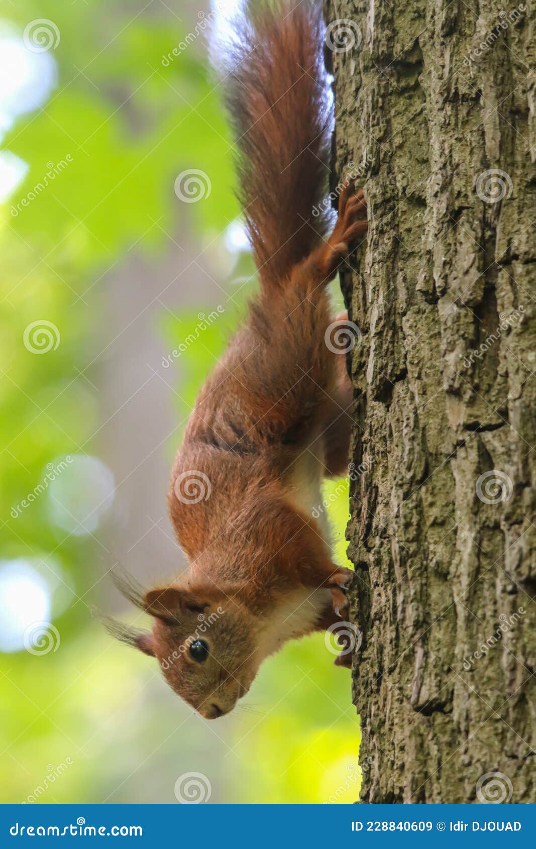 Ardilla Roja Cayendo Sobre Un árbol Imagen de archivo - Imagen de ...