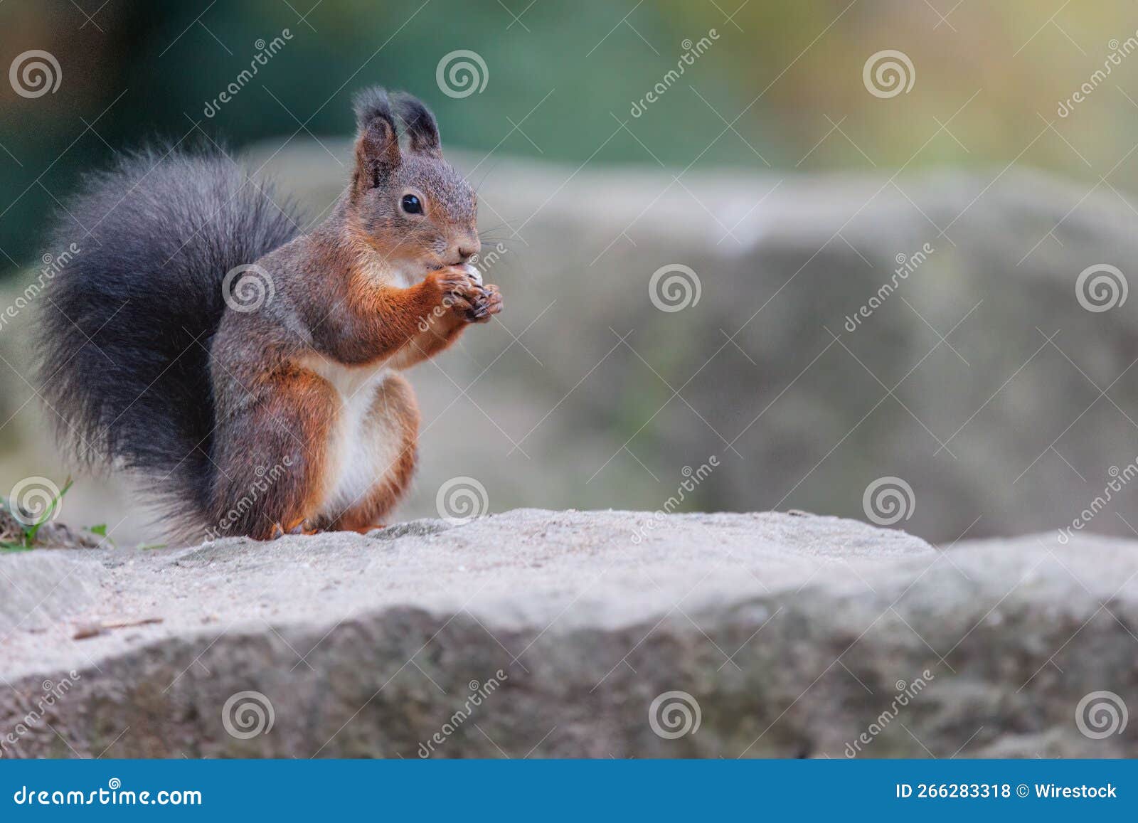 Ardilla Roja Comiendo Nueces En Una Roca. Foto de archivo - Imagen de ...