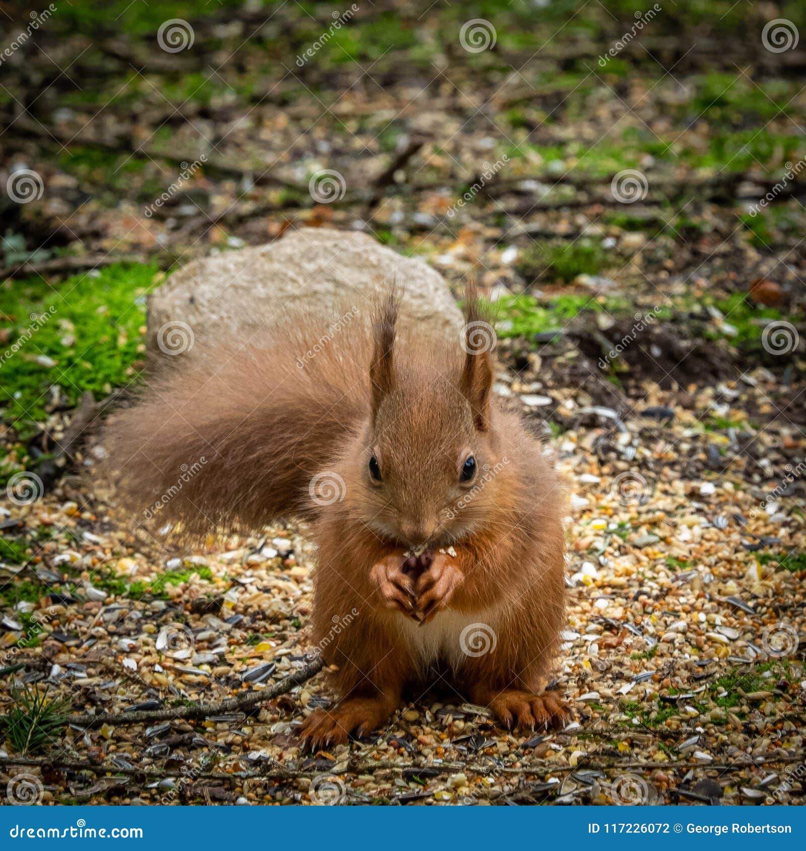 Ardilla Roja Que Se Sienta Comiendo La Comida Foto de archivo - Imagen ...