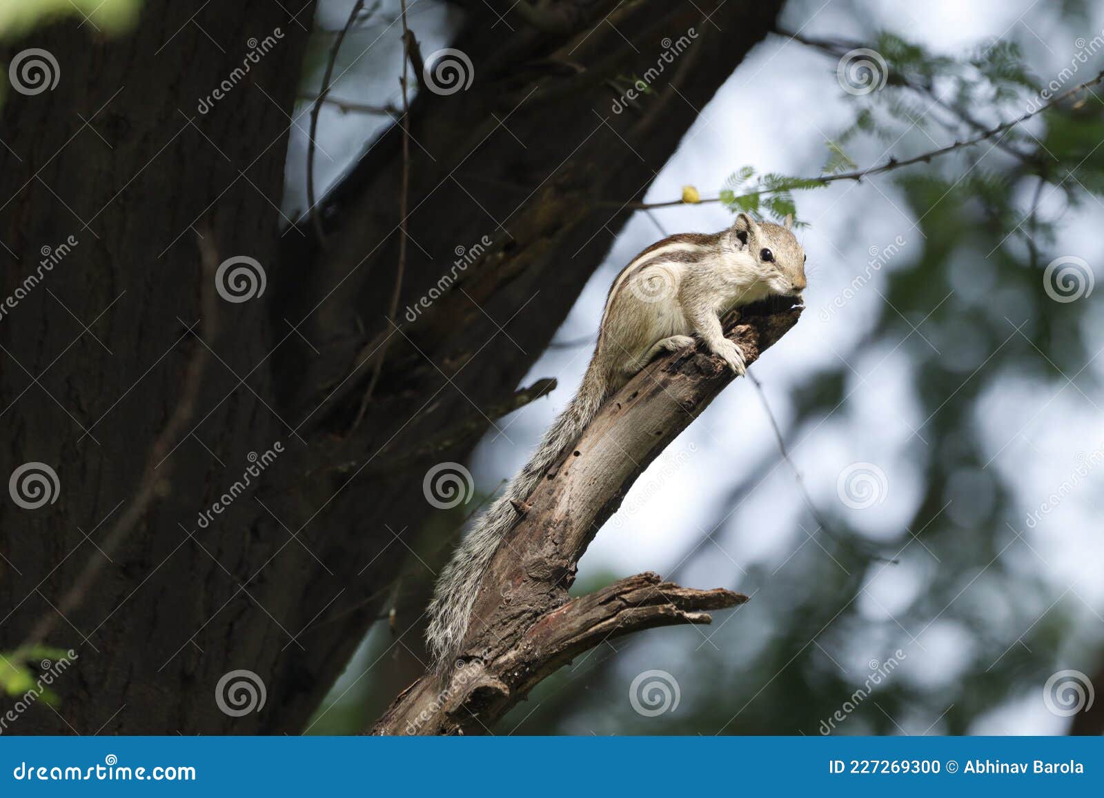 Ardilla Tratando De Volar Desde Un árbol Foto de archivo - Imagen de ...