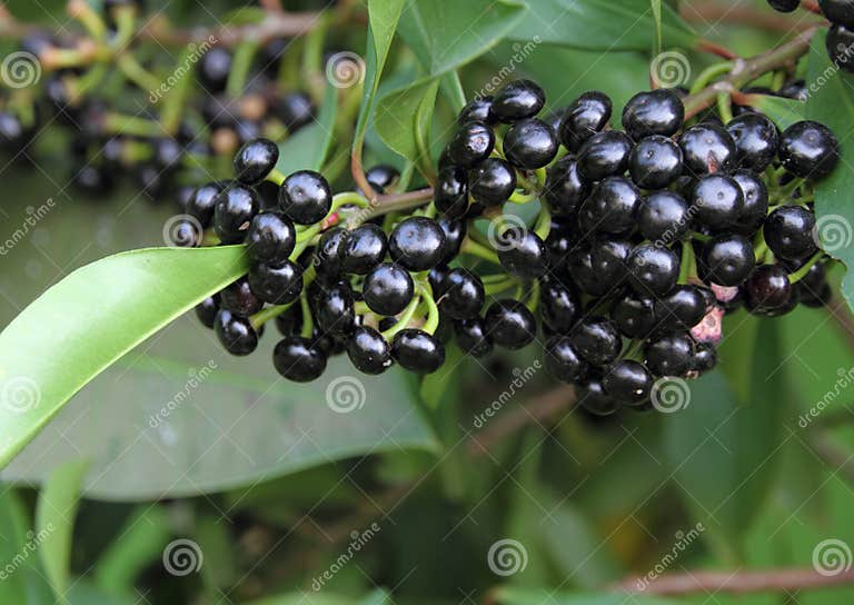 Ardisia (Marlberry) stock image. Image of black, plant - 28464927