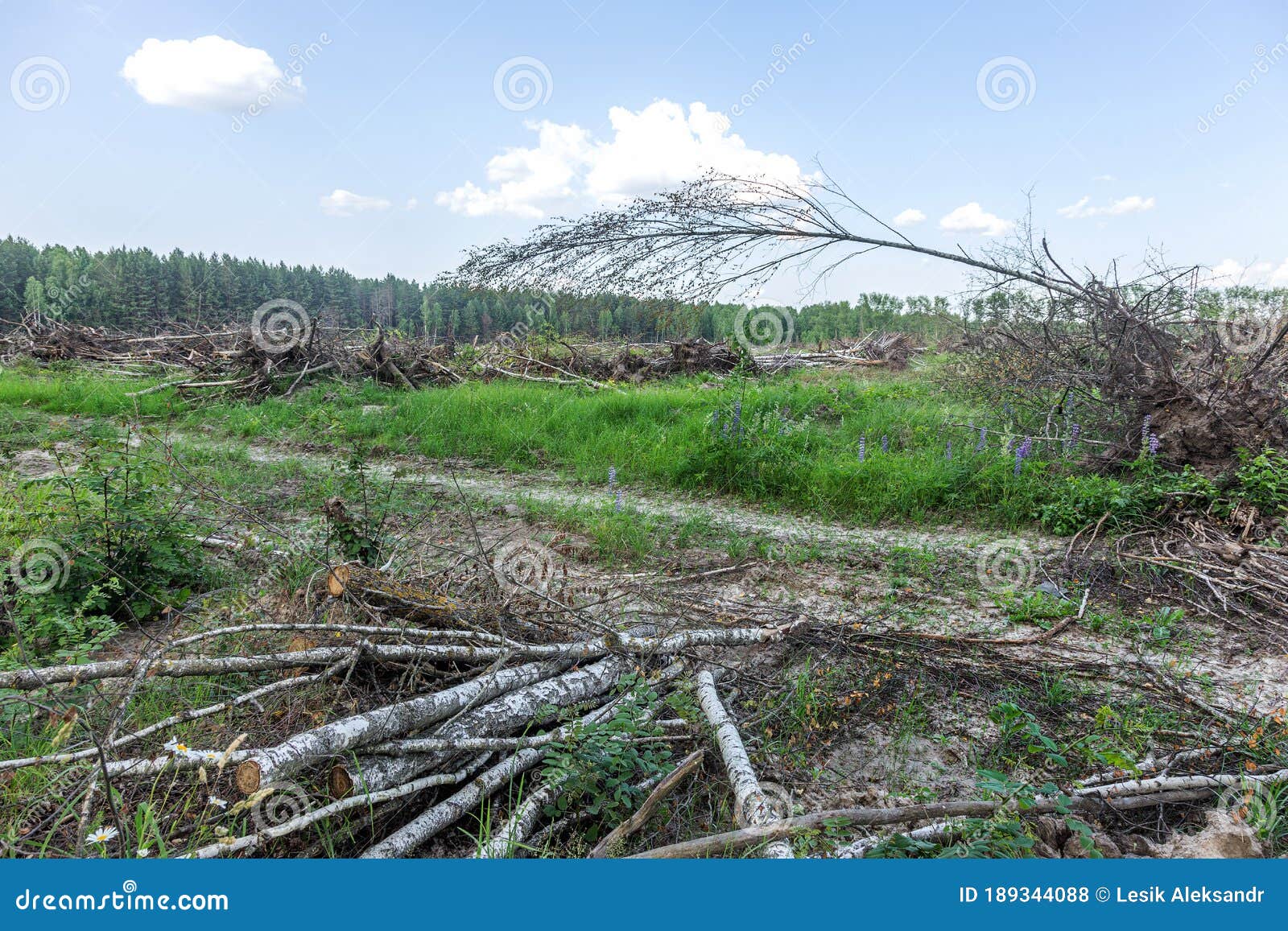 Area of â€‹â€‹illegal Logging. Forests Deforestation Humans are Causing ...