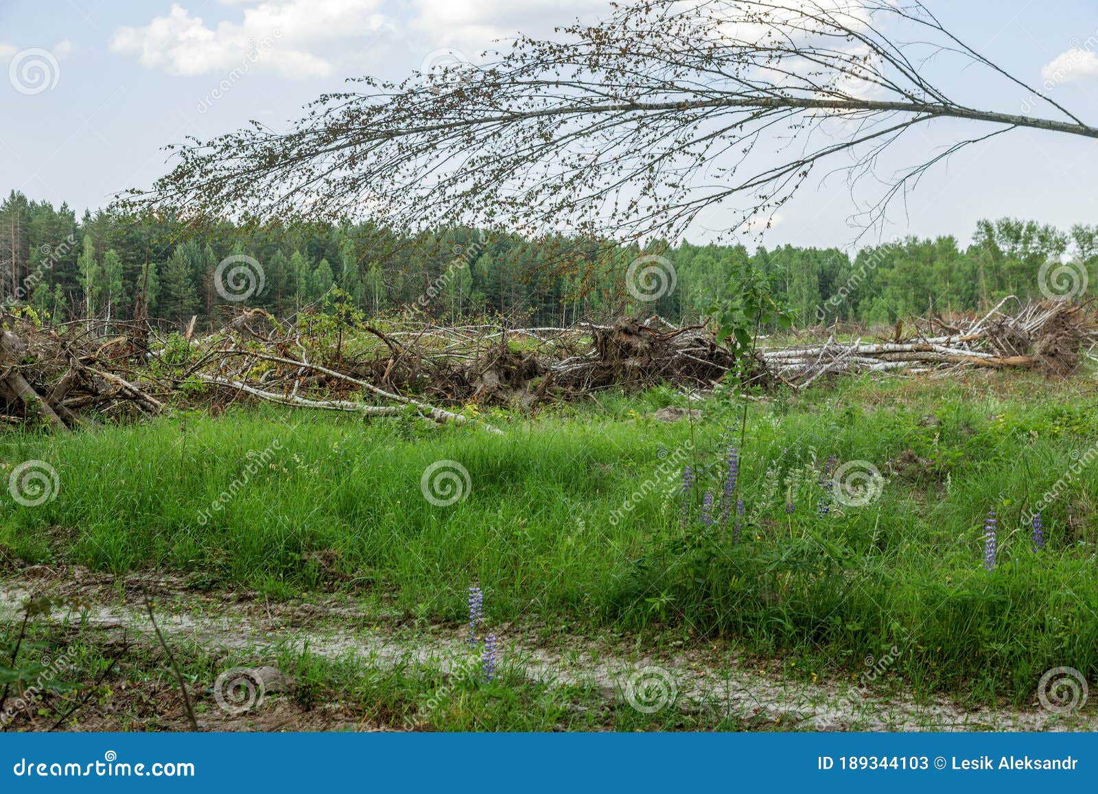 Area of â€‹â€‹illegal Logging. Forests Deforestation Humans are Causing ...