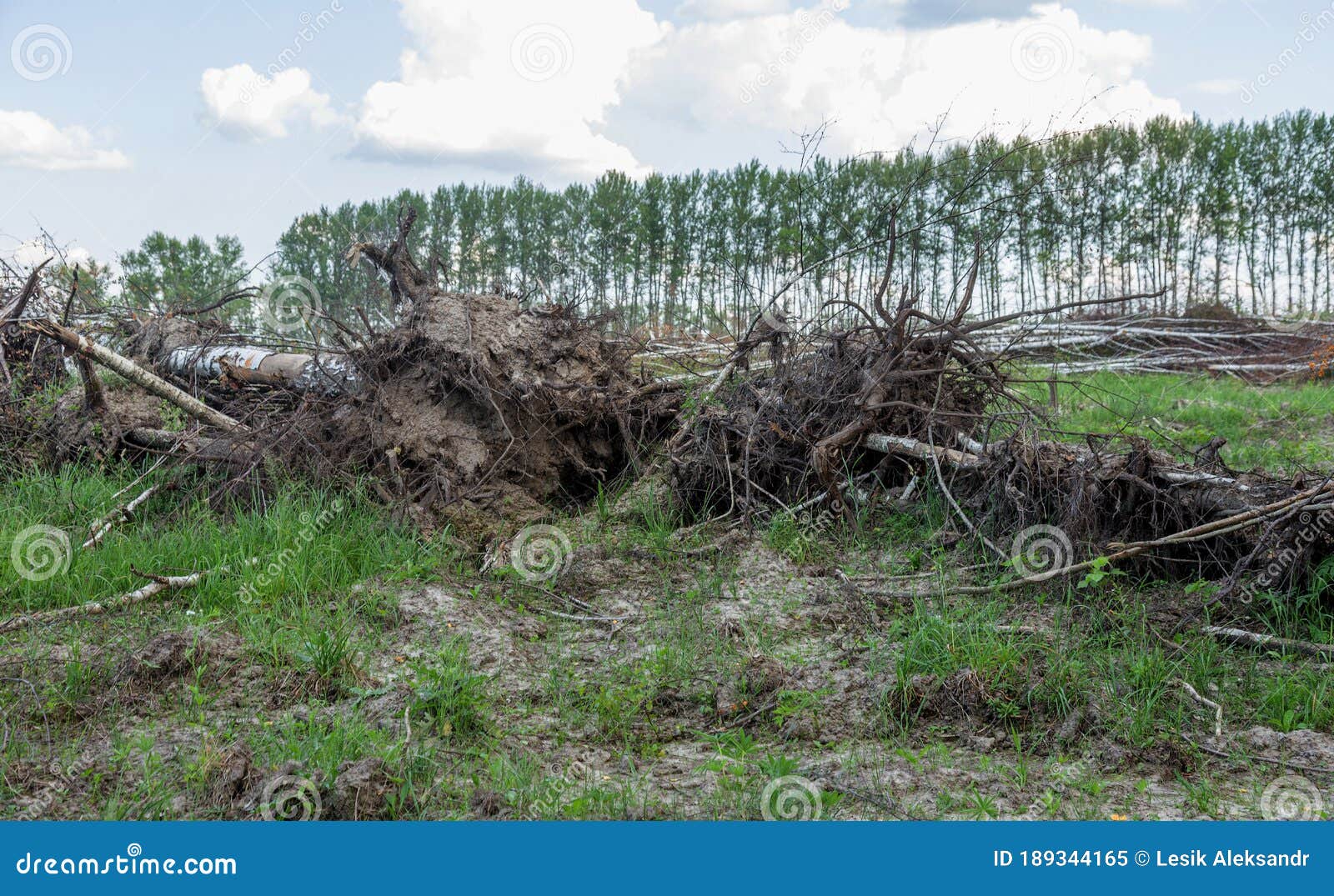 Area of â€‹â€‹illegal Logging. Forests Deforestation Humans are Causing ...