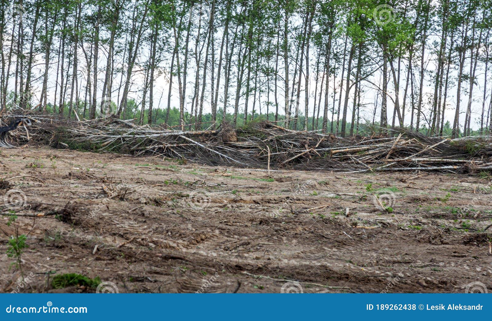 Area of â€‹â€‹illegal Logging. Forests Deforestation Humans are Causing ...