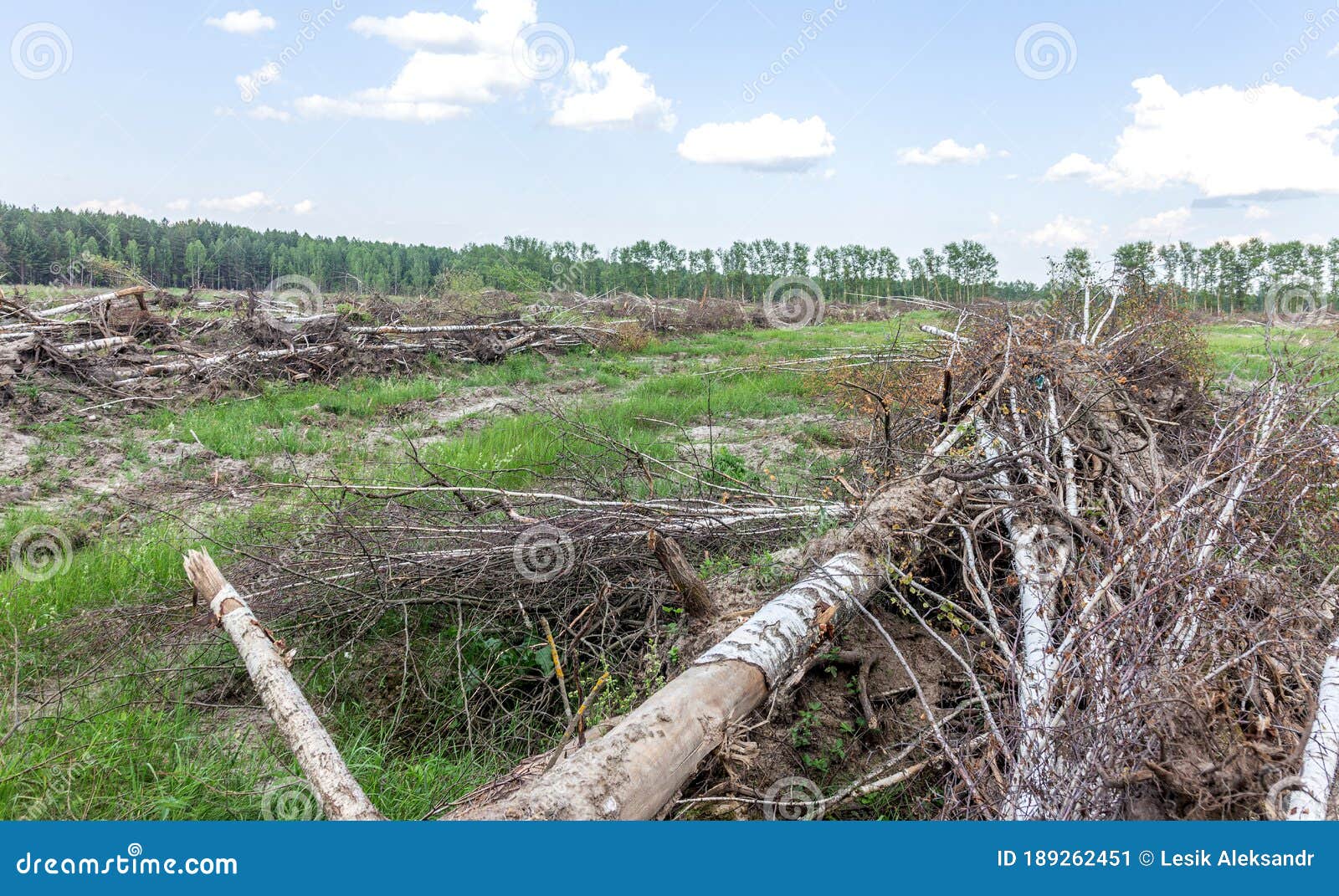 Area of â€‹â€‹illegal Logging. Forests Deforestation Humans are Causing ...