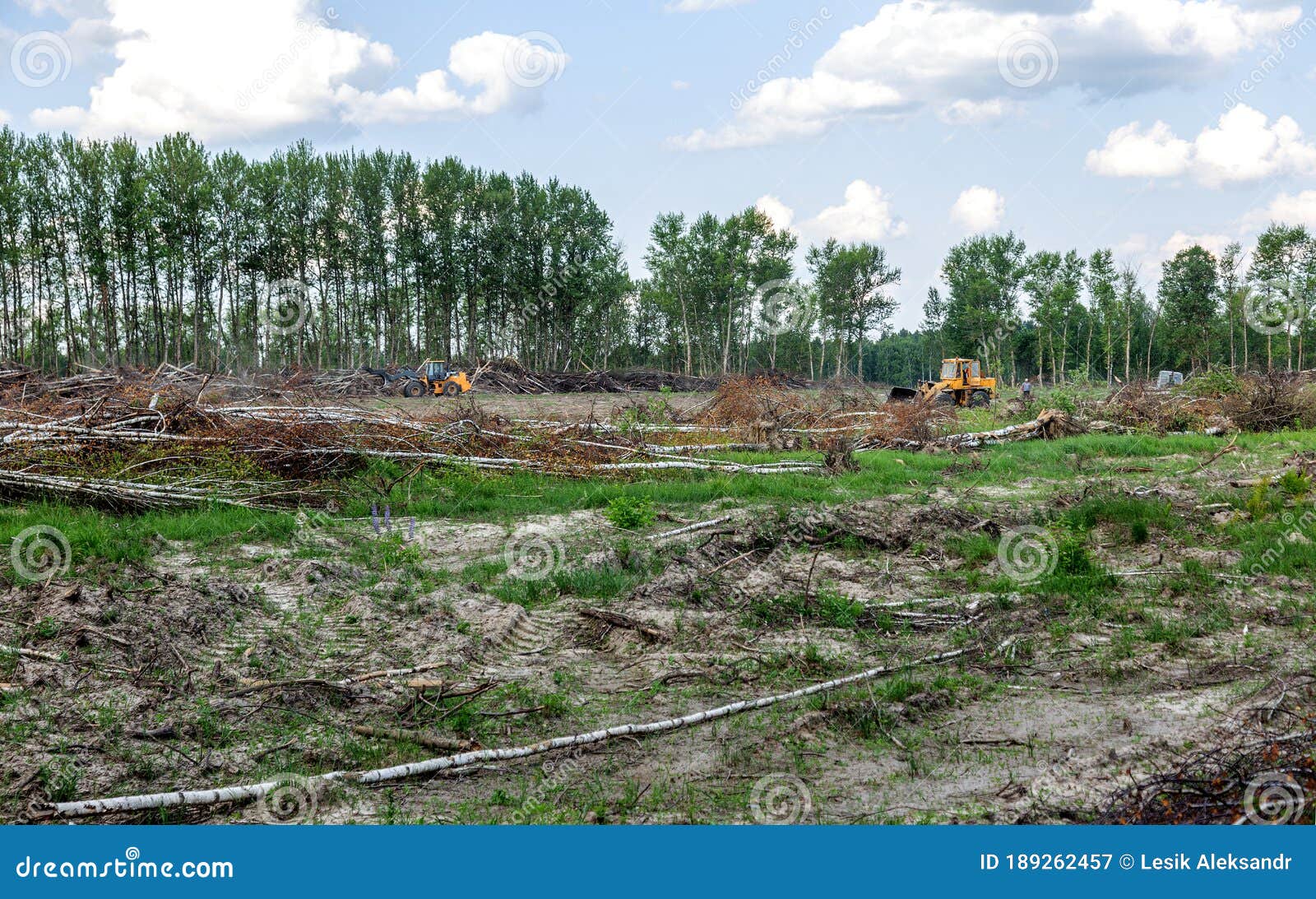 Area of illegal Logging. Forests Deforestation Humans are Causing ...