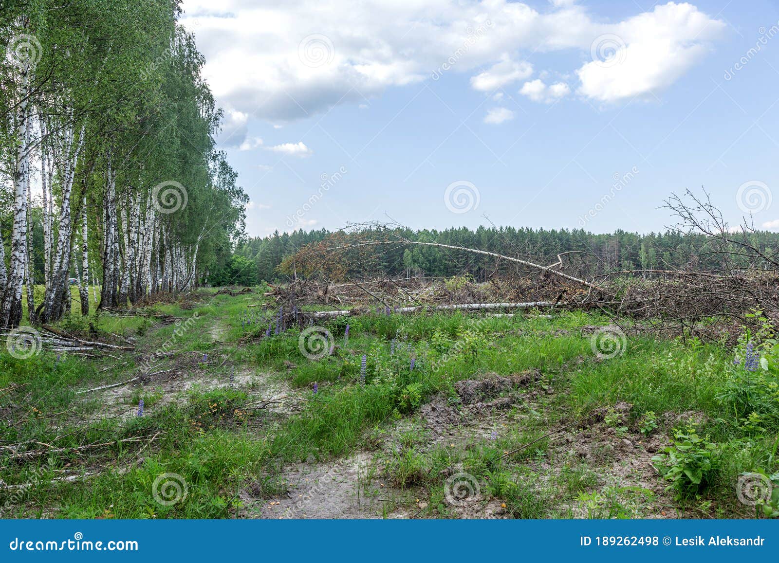 Area of â€‹â€‹illegal Logging. Forests Deforestation Humans are Causing ...