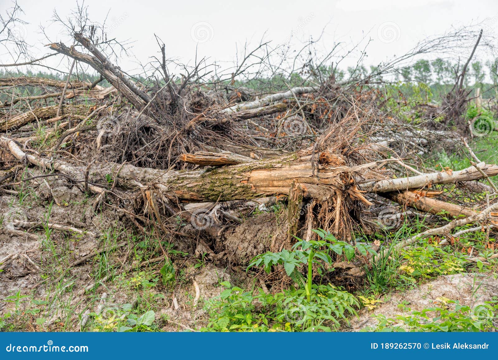 Area of â€‹â€‹illegal Logging. Forests Deforestation Humans are Causing ...