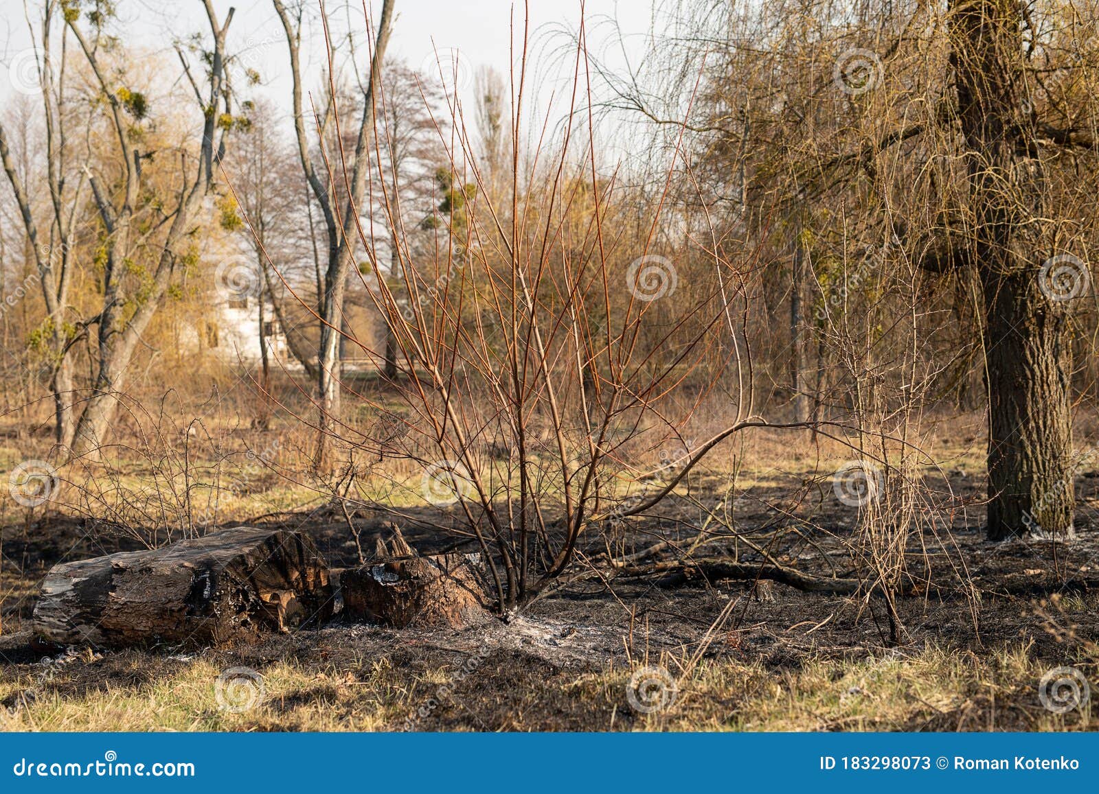 Area Damage of Fire among Forest Stock Image - Image of environmental ...