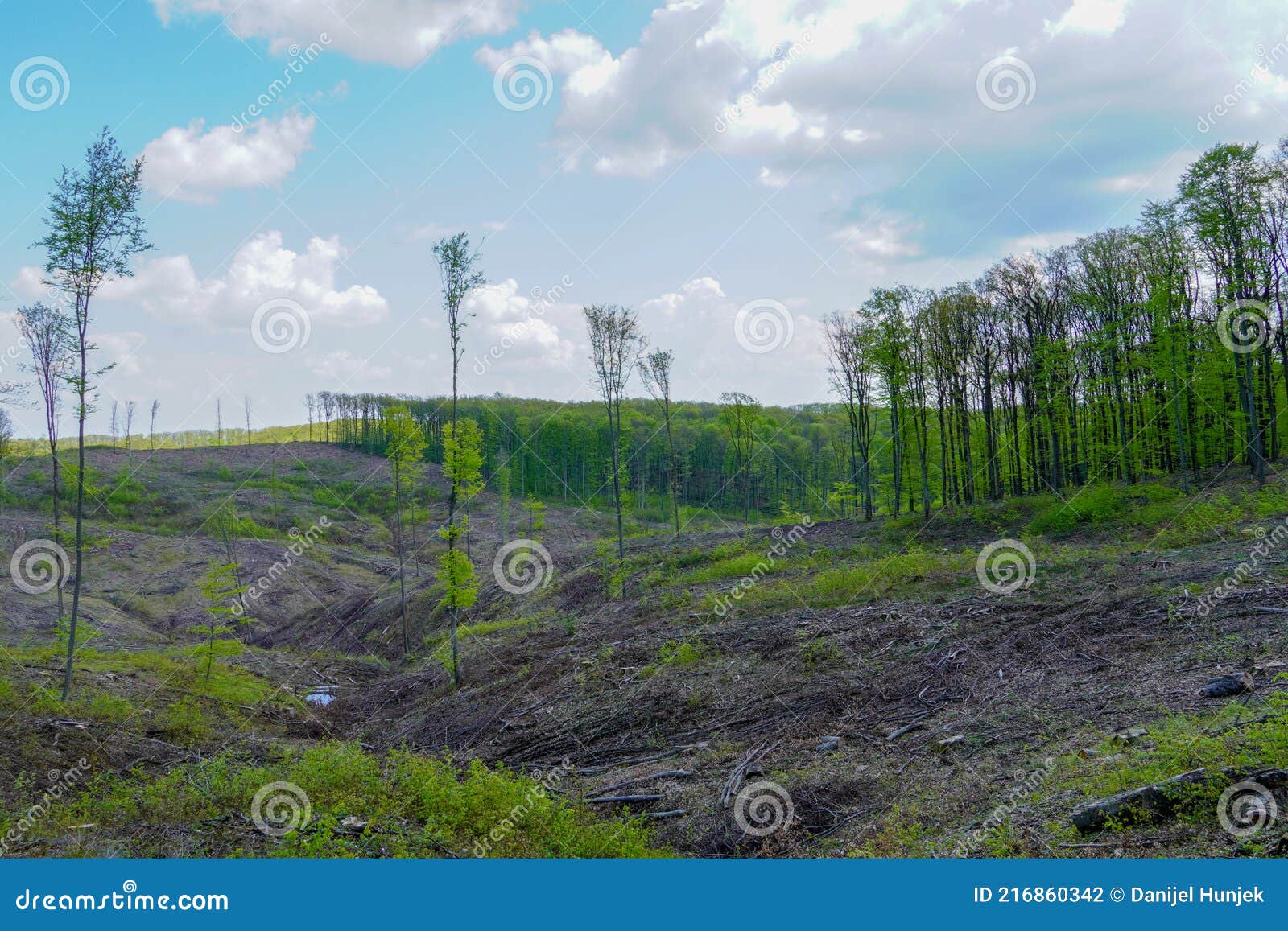 Area of Deforestation in Deciduous Forest Stock Photo - Image of ...