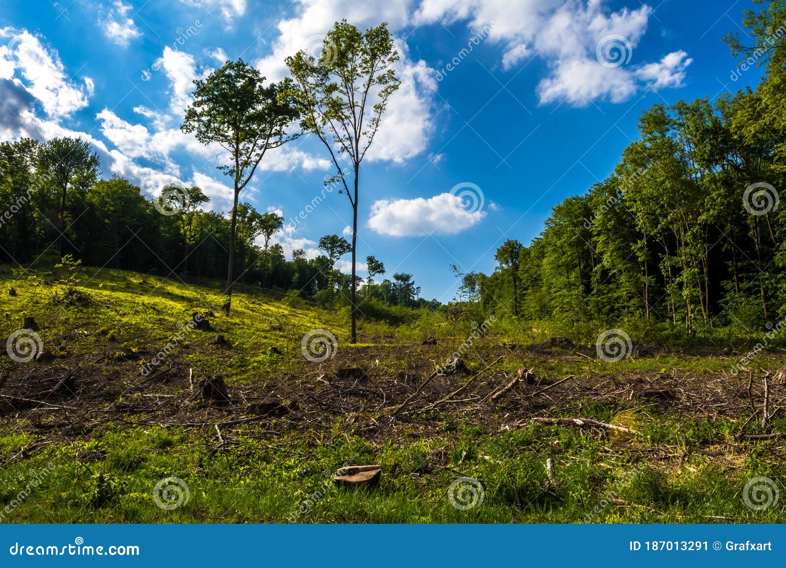 Area of Deforestation in Deciduous Forest in Austria Stock Image ...