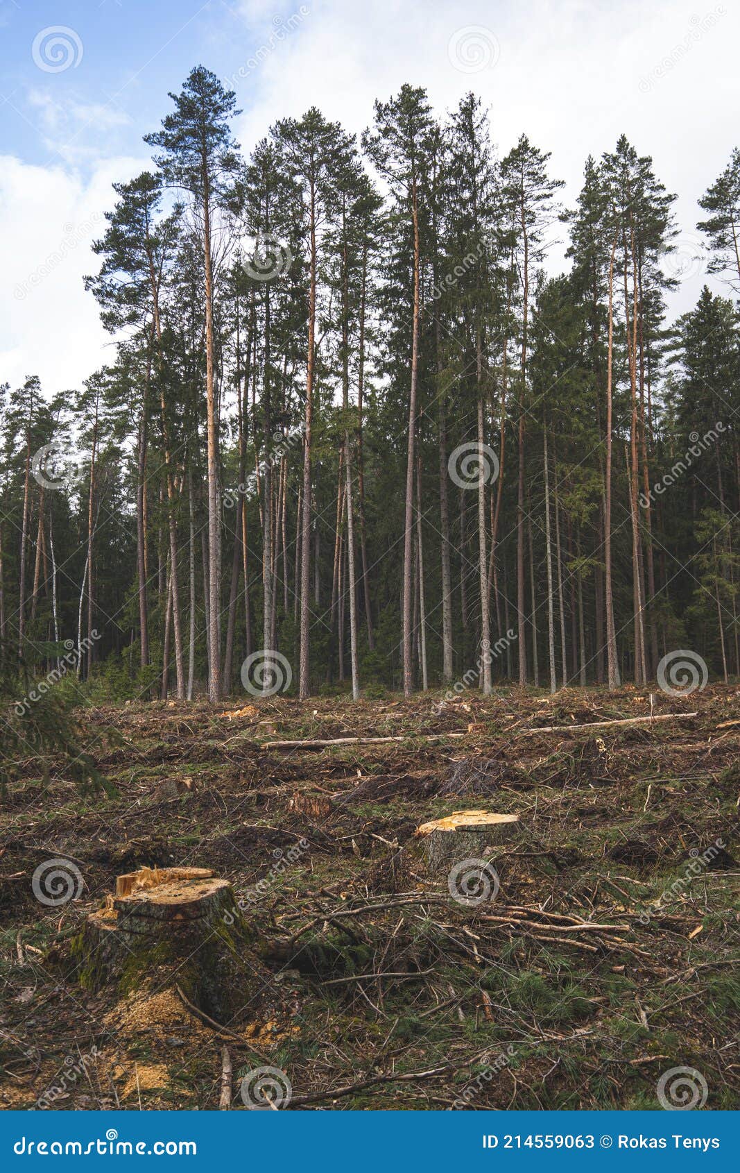 Cutted Trees Royalty-Free Stock Photography | CartoonDealer.com #43960187