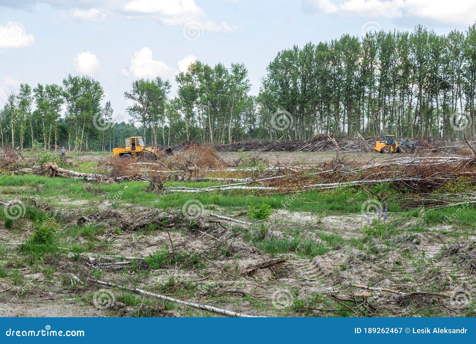 Area of illegal Logging. Forests Deforestation Humans are Causing ...