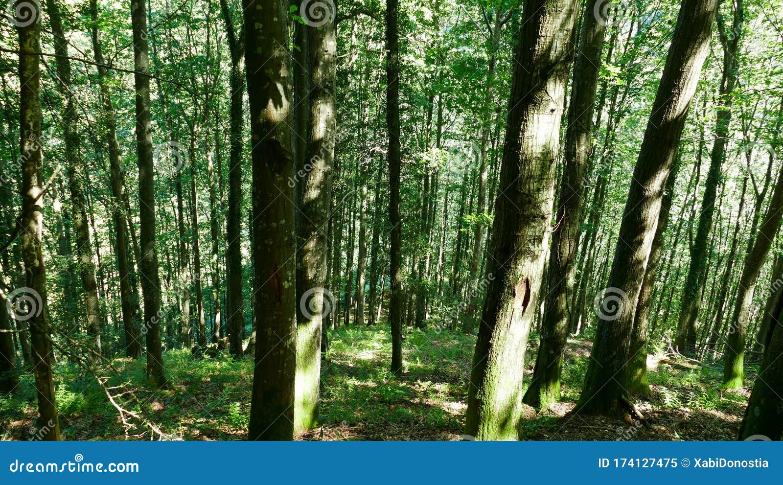Area with a Large Number of Trees in the Forest Stock Image - Image of ...