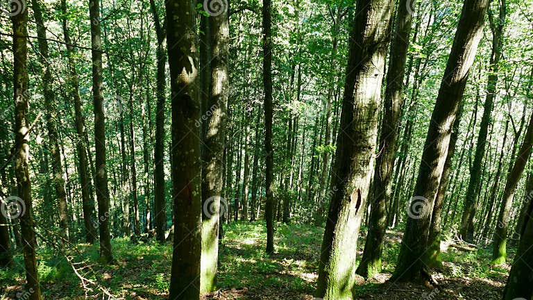 Area with a Large Number of Trees in the Forest Stock Image - Image of ...