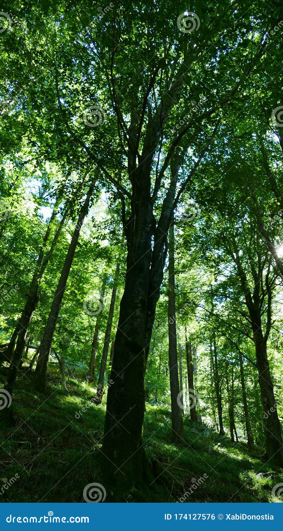 Area with a Large Number of Trees in the Forest Stock Photo - Image of ...