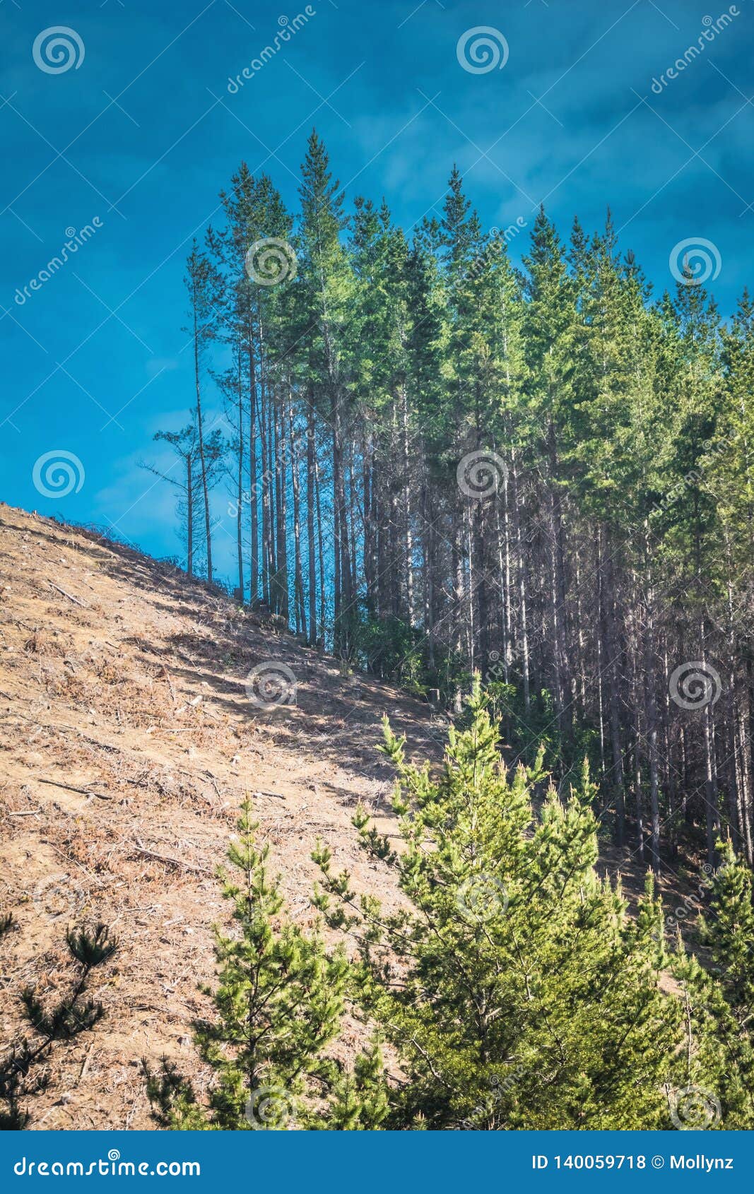Pine tree forestry stock photo. Image of industry, space - 140059718