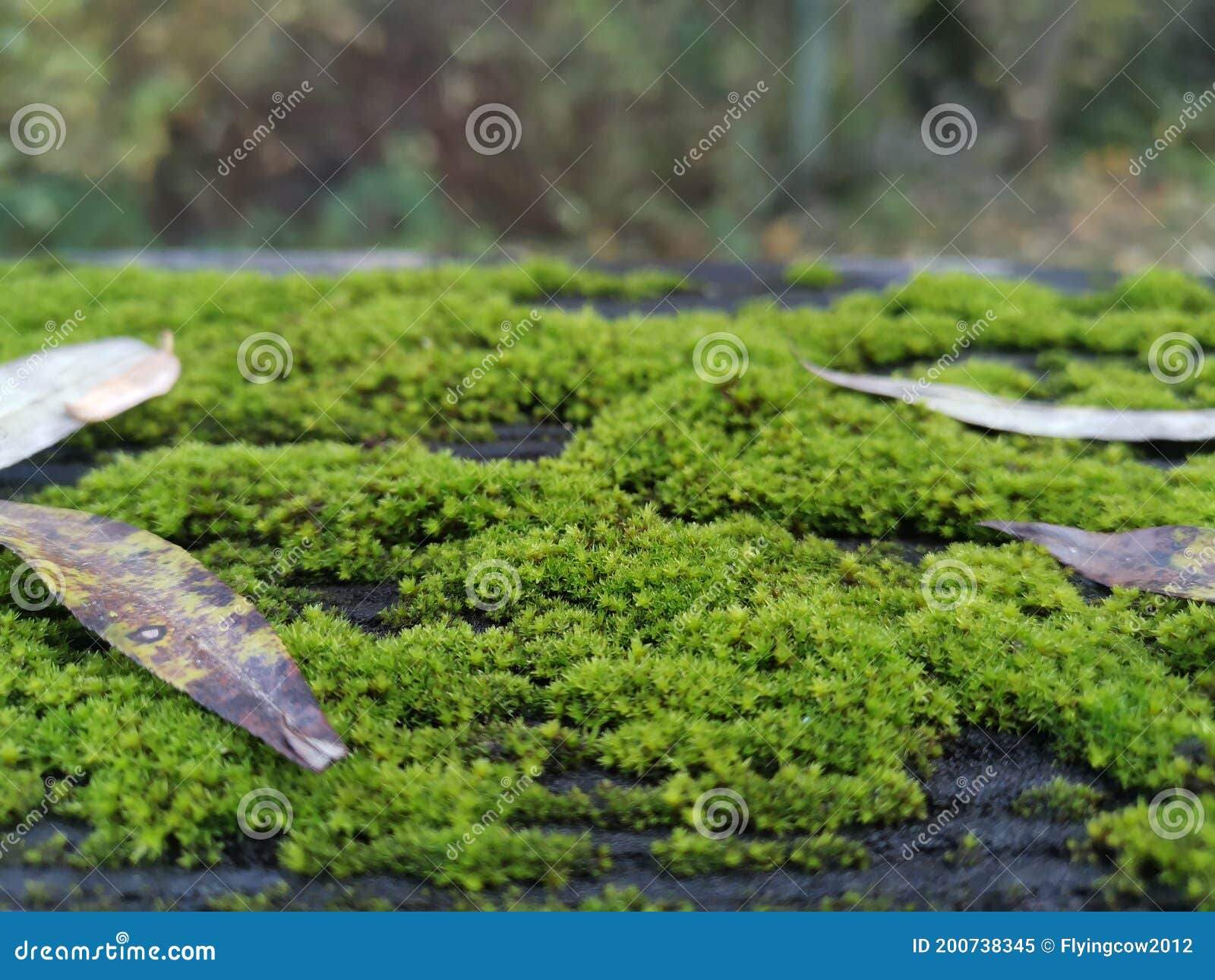 Area with moss on wood stock image. Image of wood, nature - 200738345