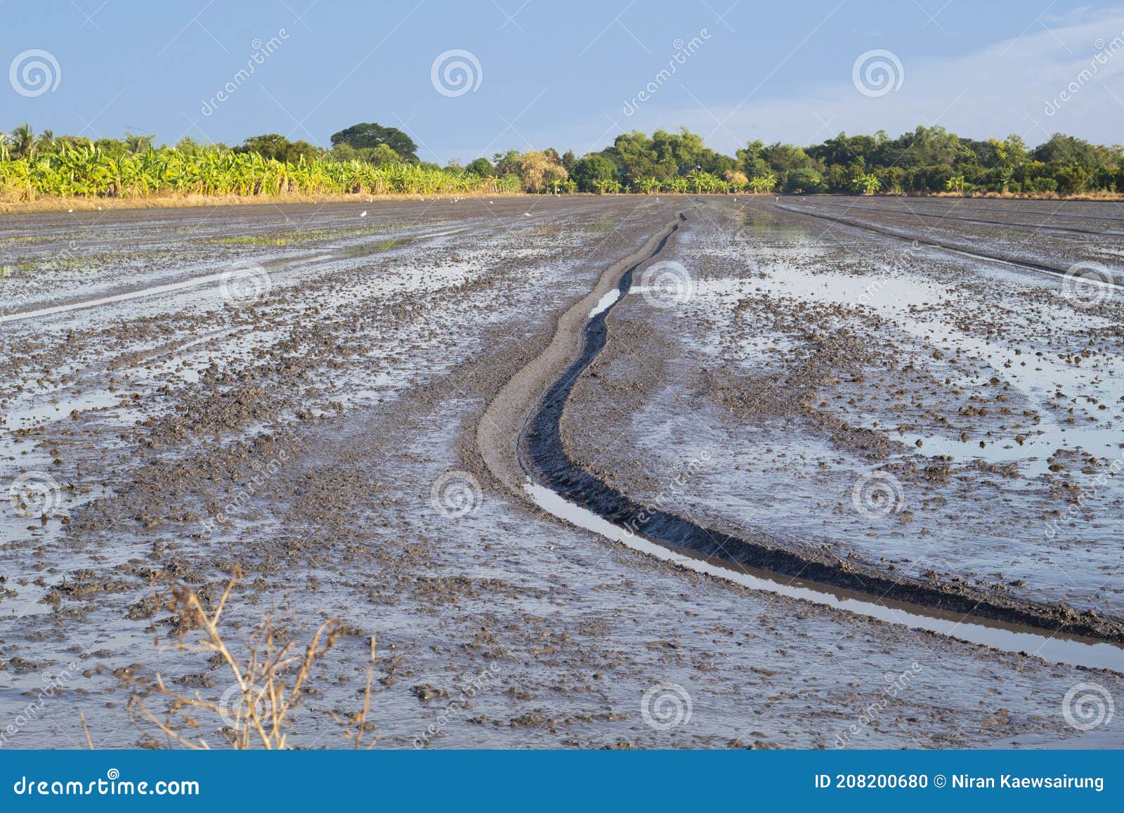 An Area Prepared for Growing Rice is a Trace Like a Giant Slithering ...