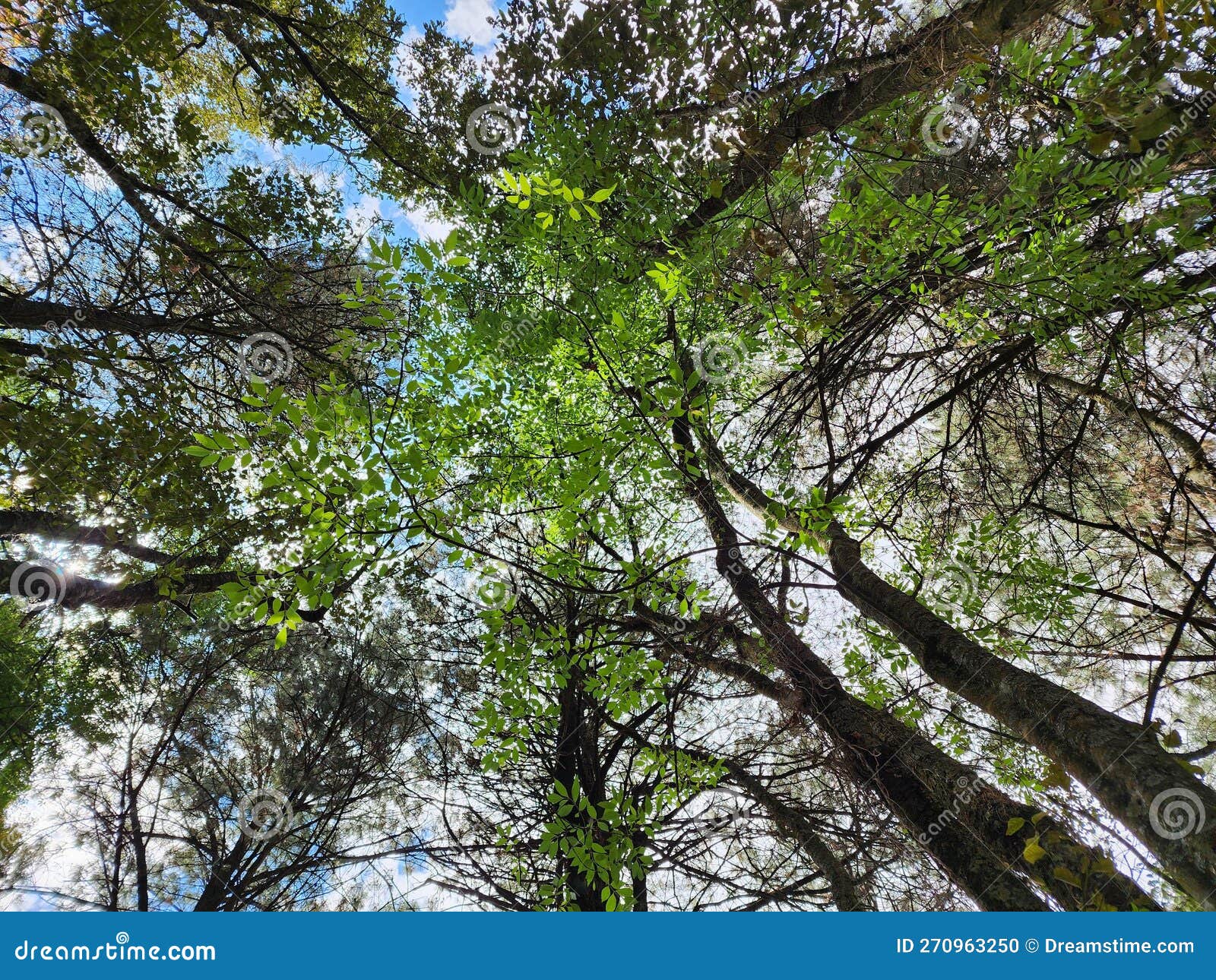 Area with Temperate Forest Trees for Environmental Care Stock Photo ...