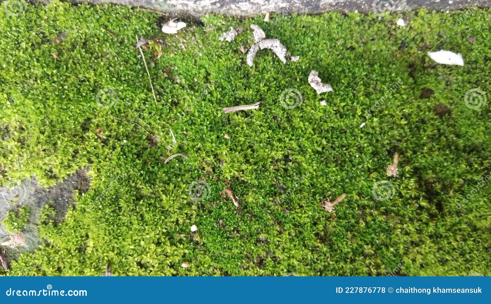 Area whit moss background stock photo. Image of whit - 227876778