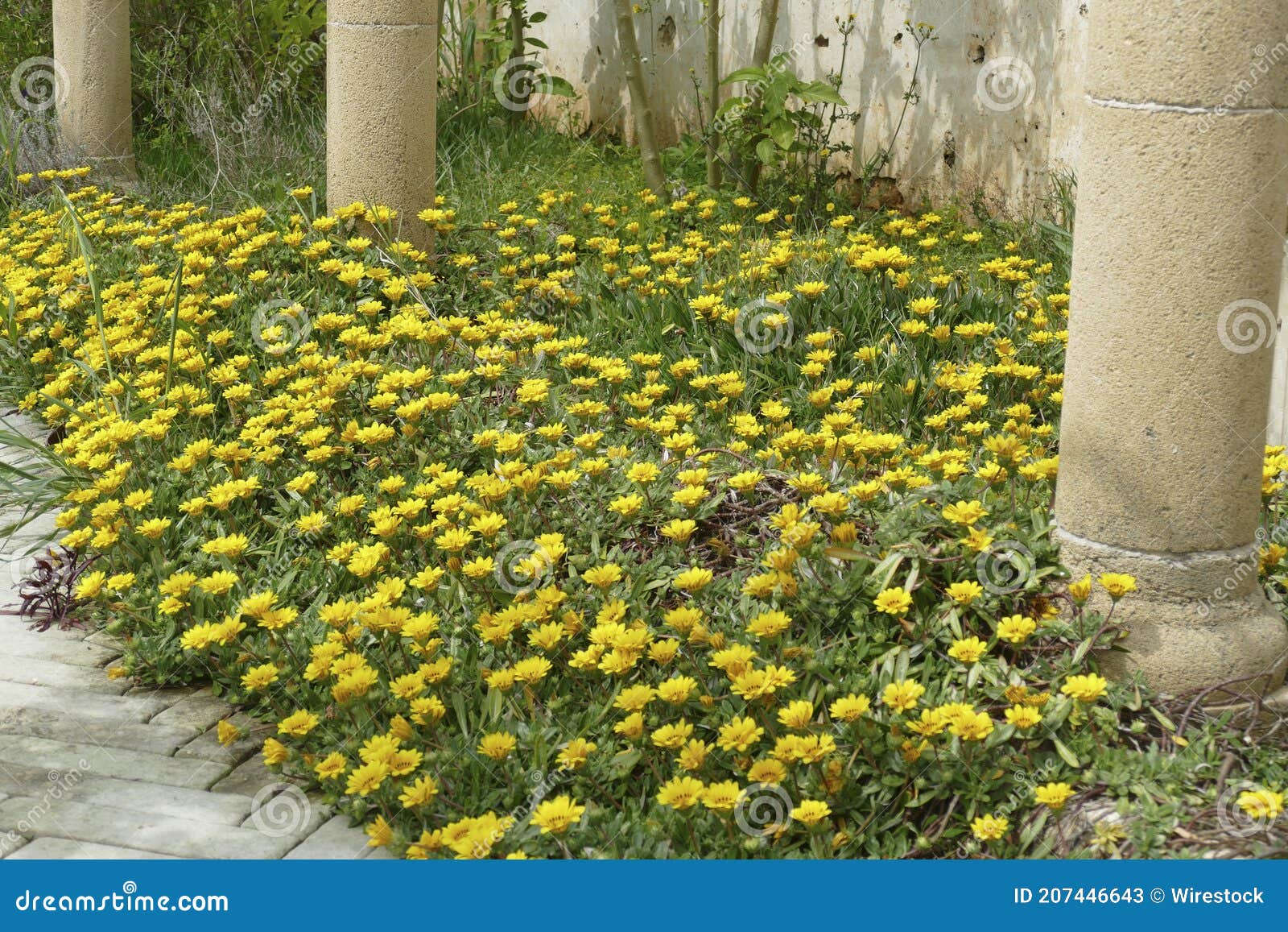 Area with Yellow Flowers and Columns Stock Image - Image of spring ...