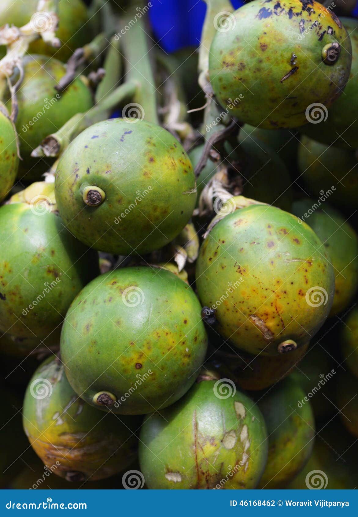 Areca catechu stock photo. Image of alkaloid, medicine - 46168462