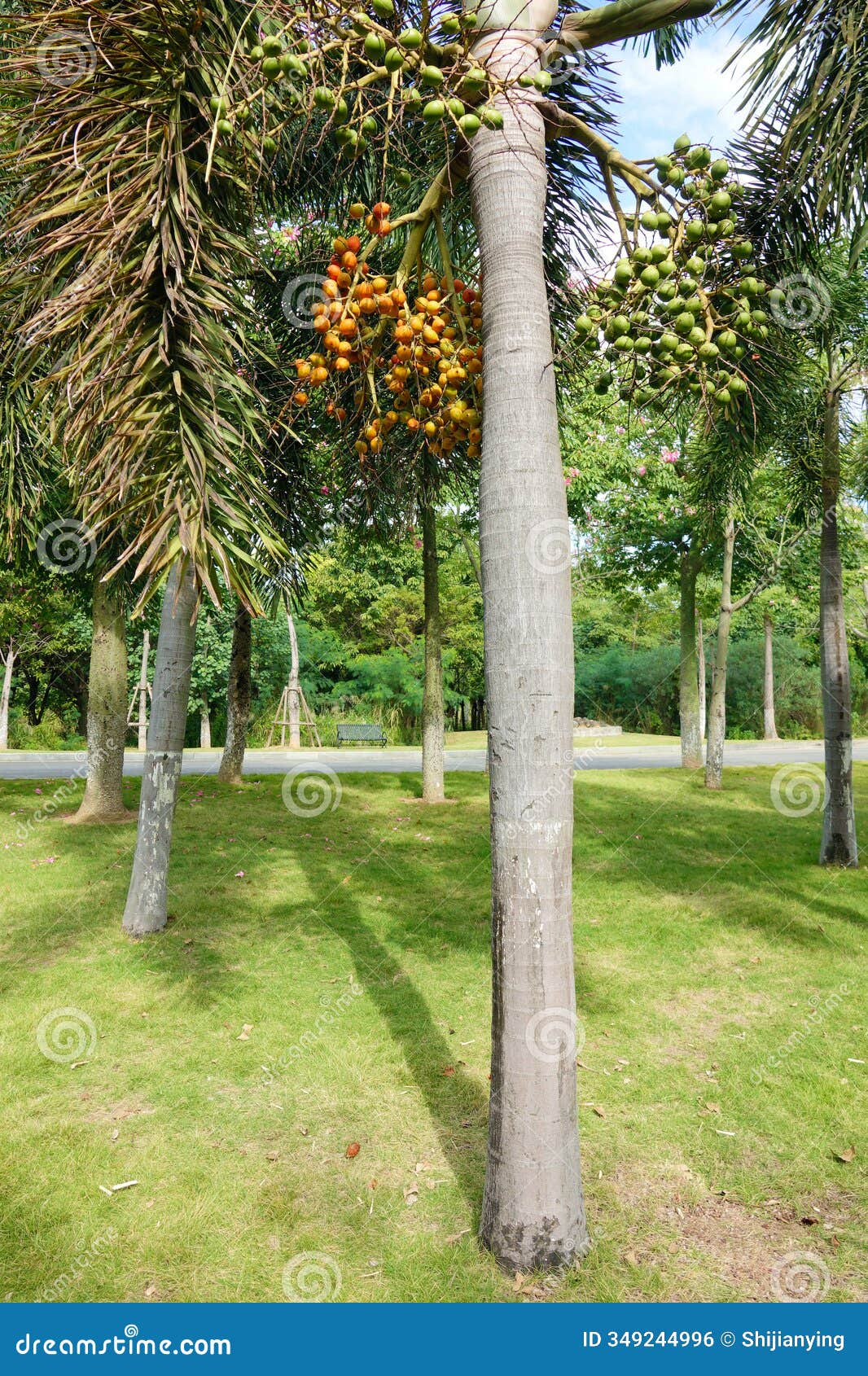 Areca catechu stock photo. Image of fruit, arecaceae - 349244996