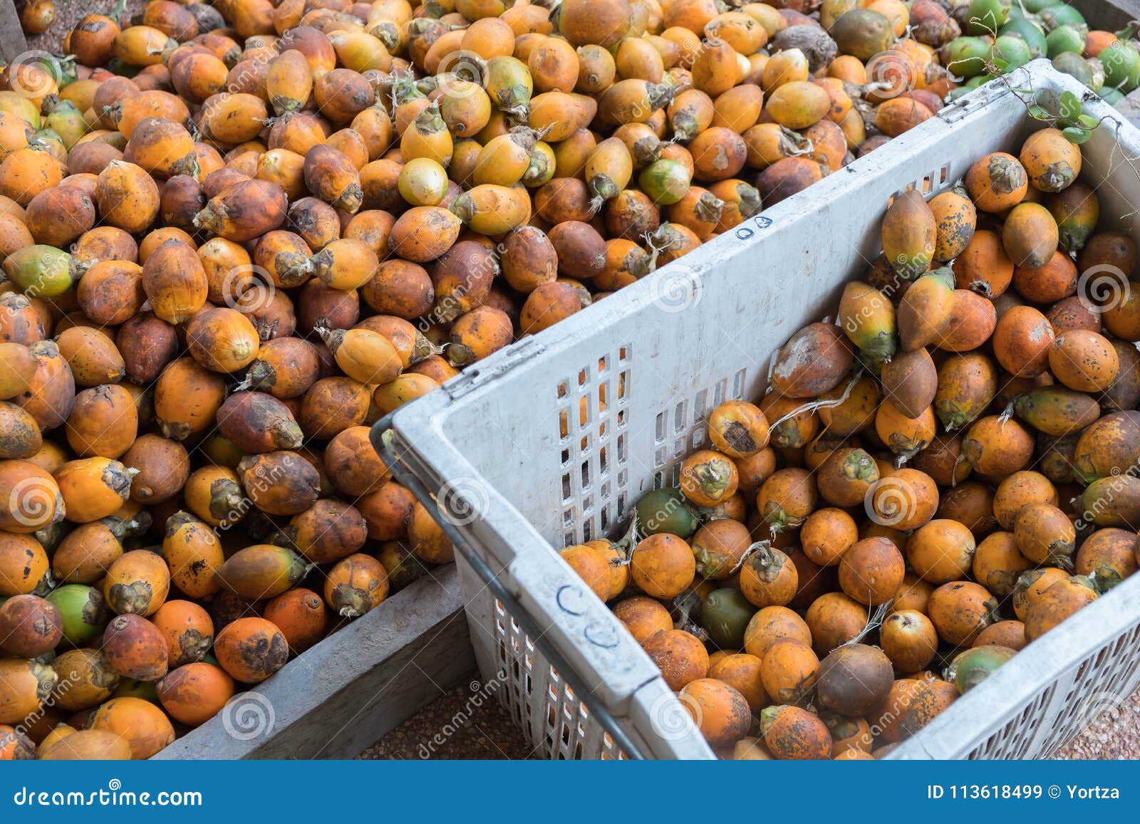 Areca catechu stock image. Image of plant, asia, orange - 113618499