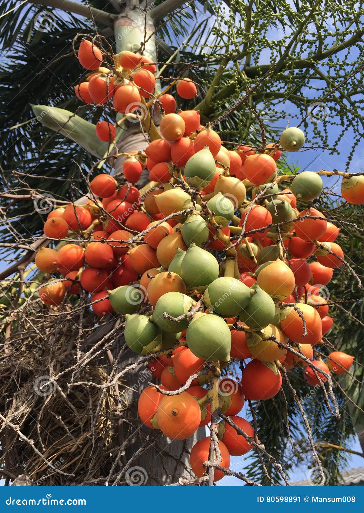 Areca catechu fruit stock image. Image of leaf, catechu - 80598891