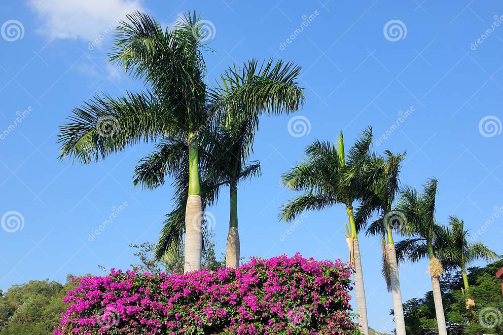 Areca catechu stock image. Image of bole, trees, trunk - 349242869