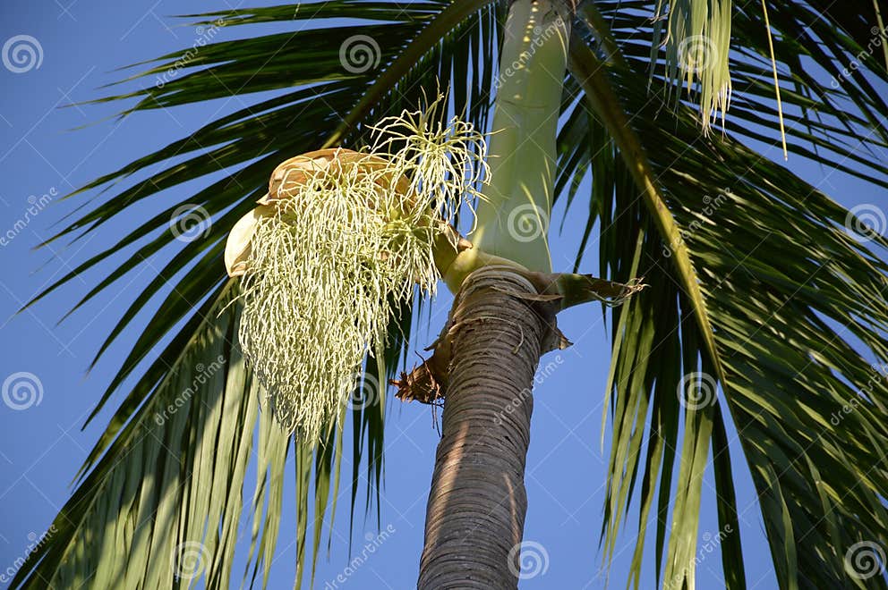 Areca catechu tree stock photo. Image of garden, close - 99330828