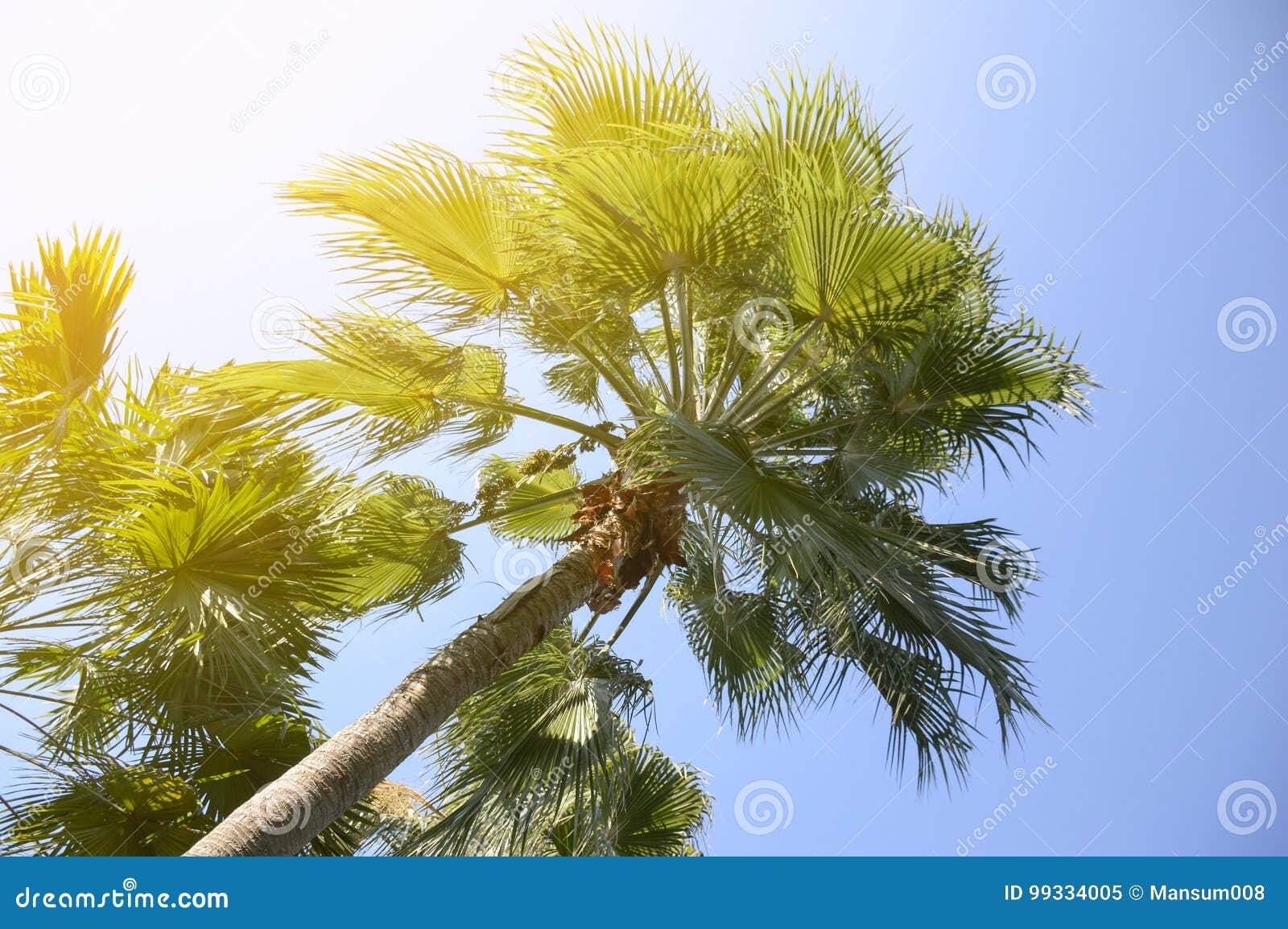 Areca catechu tree stock image. Image of leaf, fresh - 99334005