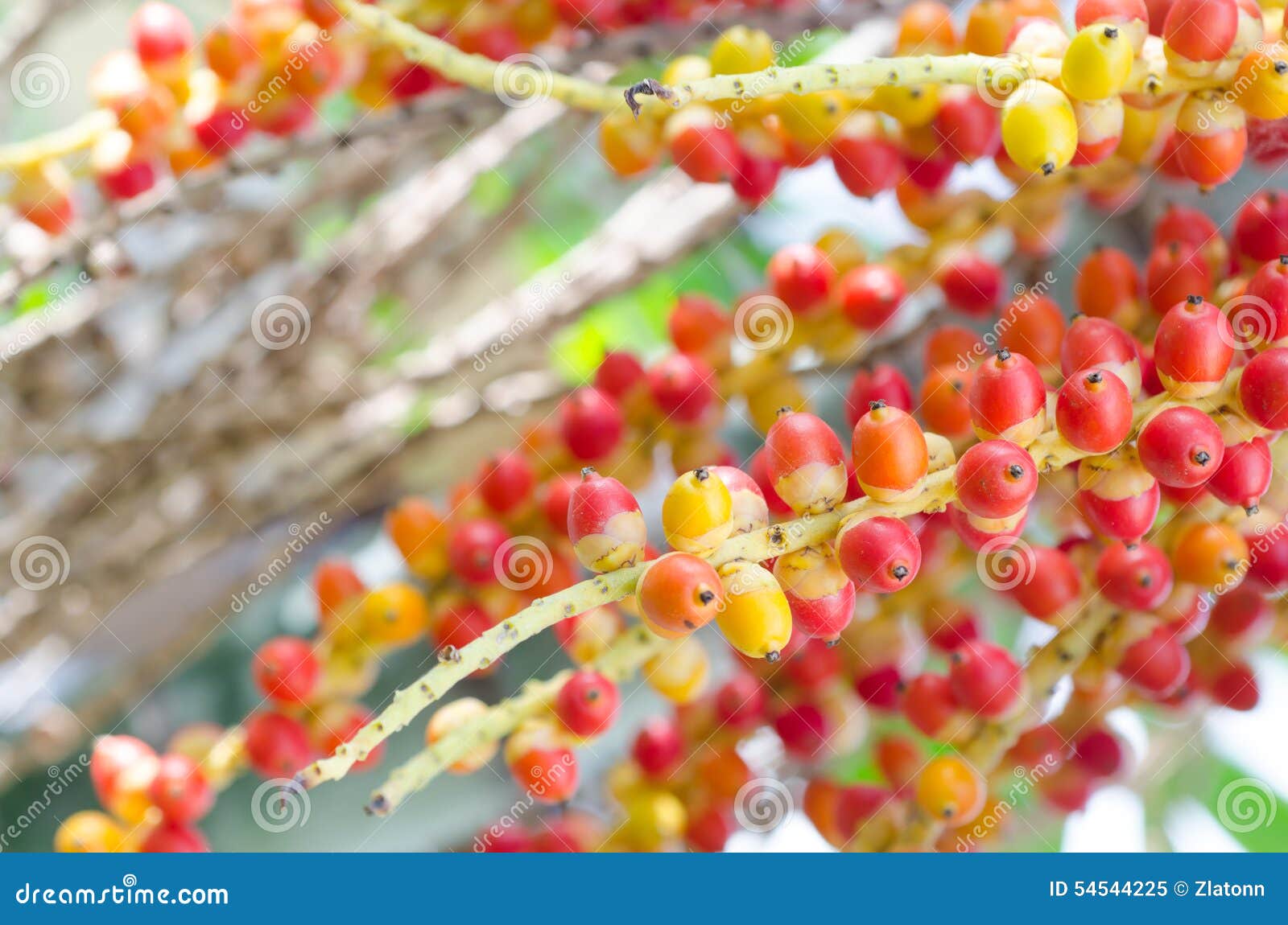 The Areca catechu stock image. Image of leaves, land - 54544225
