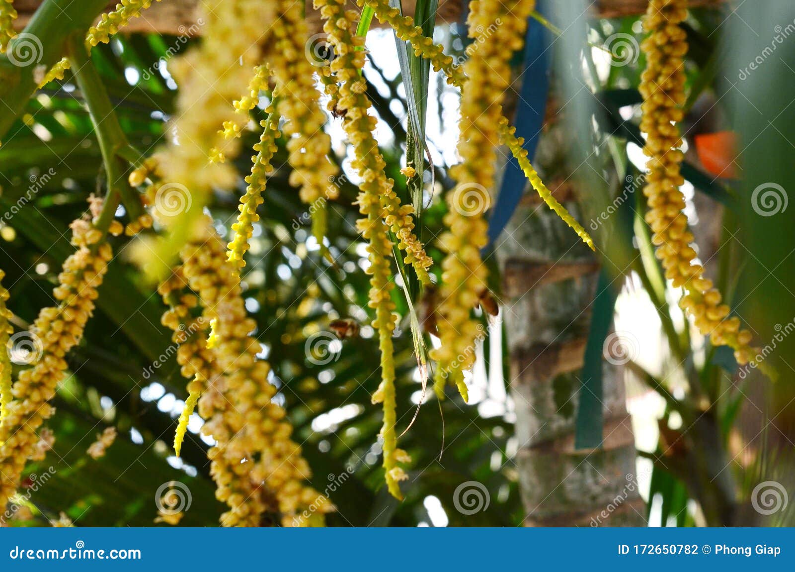 Areca Catechu Tree in the Garden. Stock Photo - Image of garden, green ...