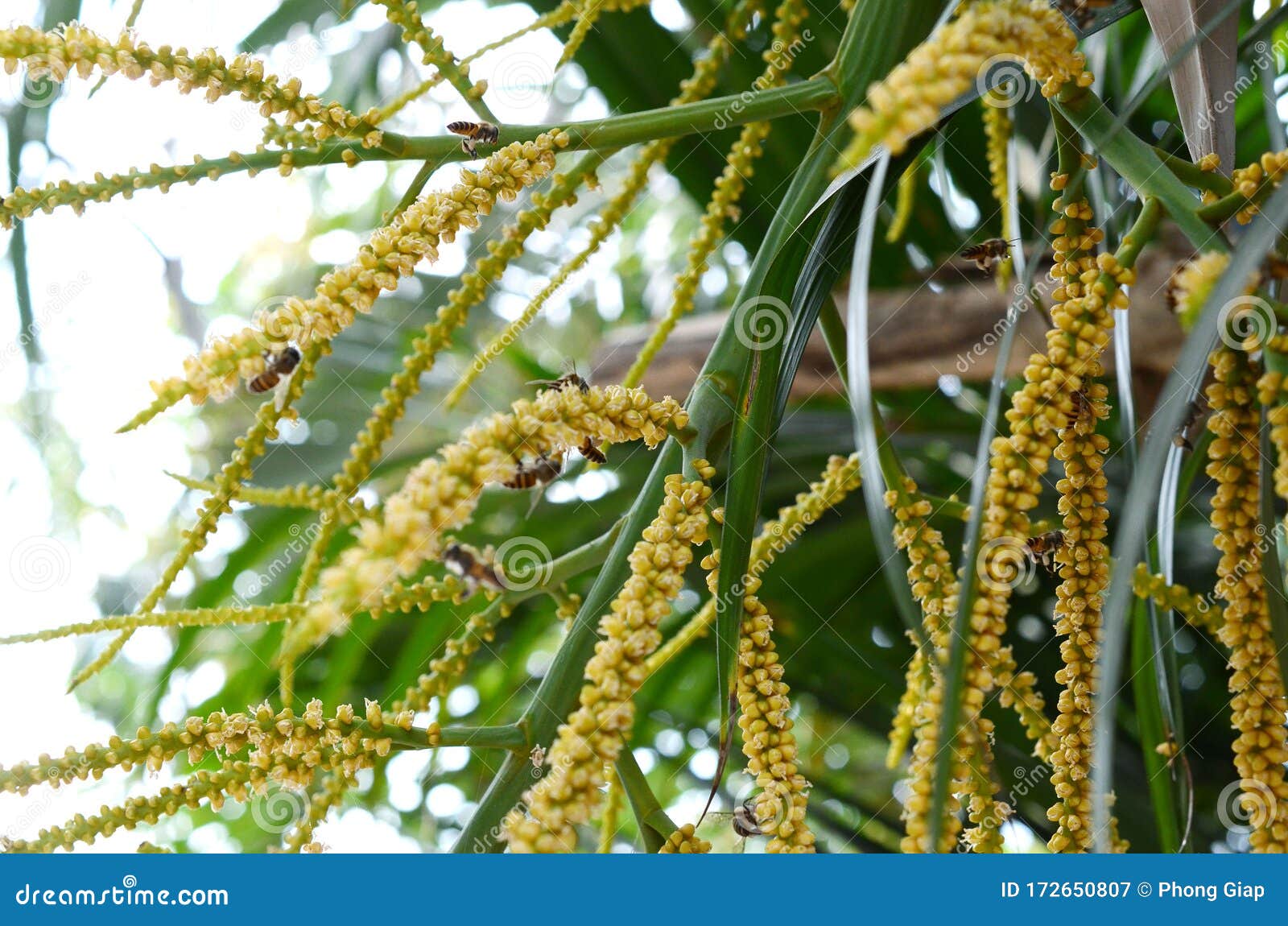 Areca Catechu Tree in the Garden. Stock Image - Image of tree, catechu ...