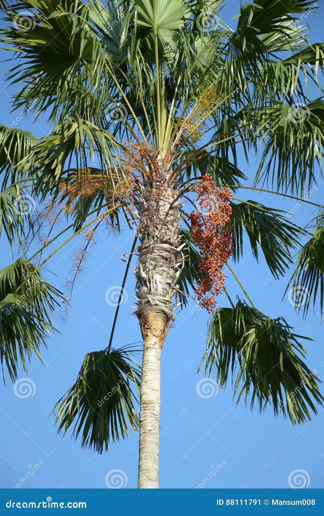 Areca catechu tree stock image. Image of outdoor, betel - 88111791