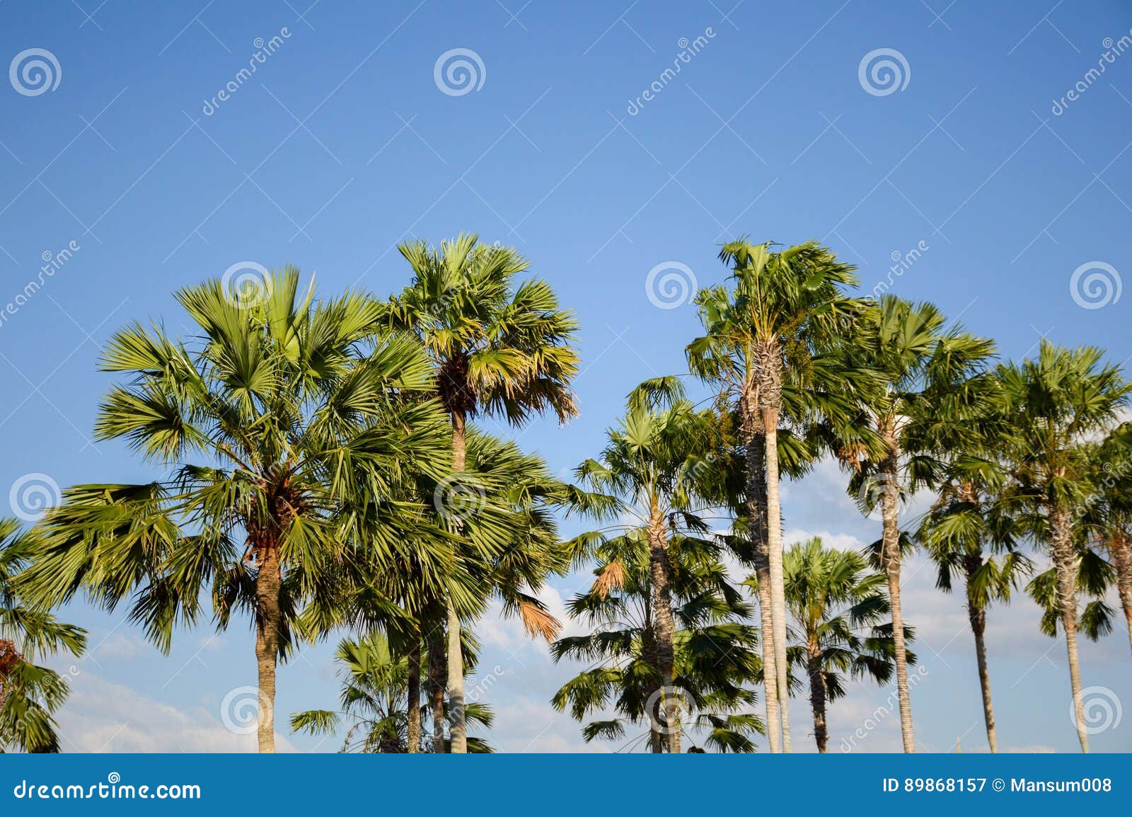 Areca catechu tree stock image. Image of fresh, plant - 89868157